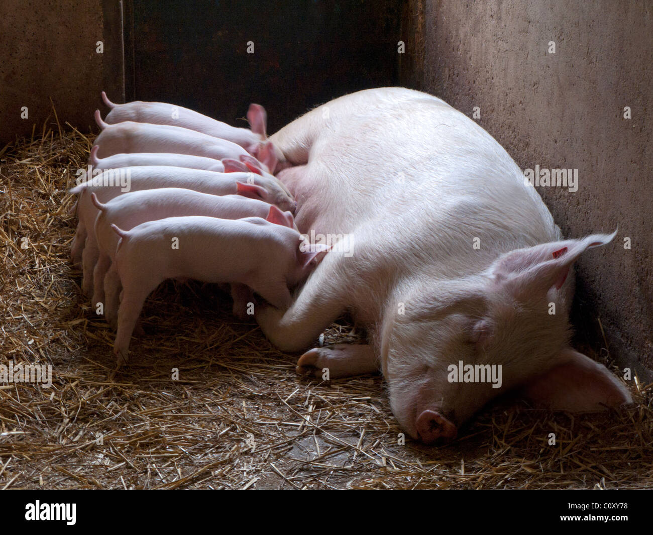 6 piglets -Fotos und -Bildmaterial in hoher Auflösung – Alamy