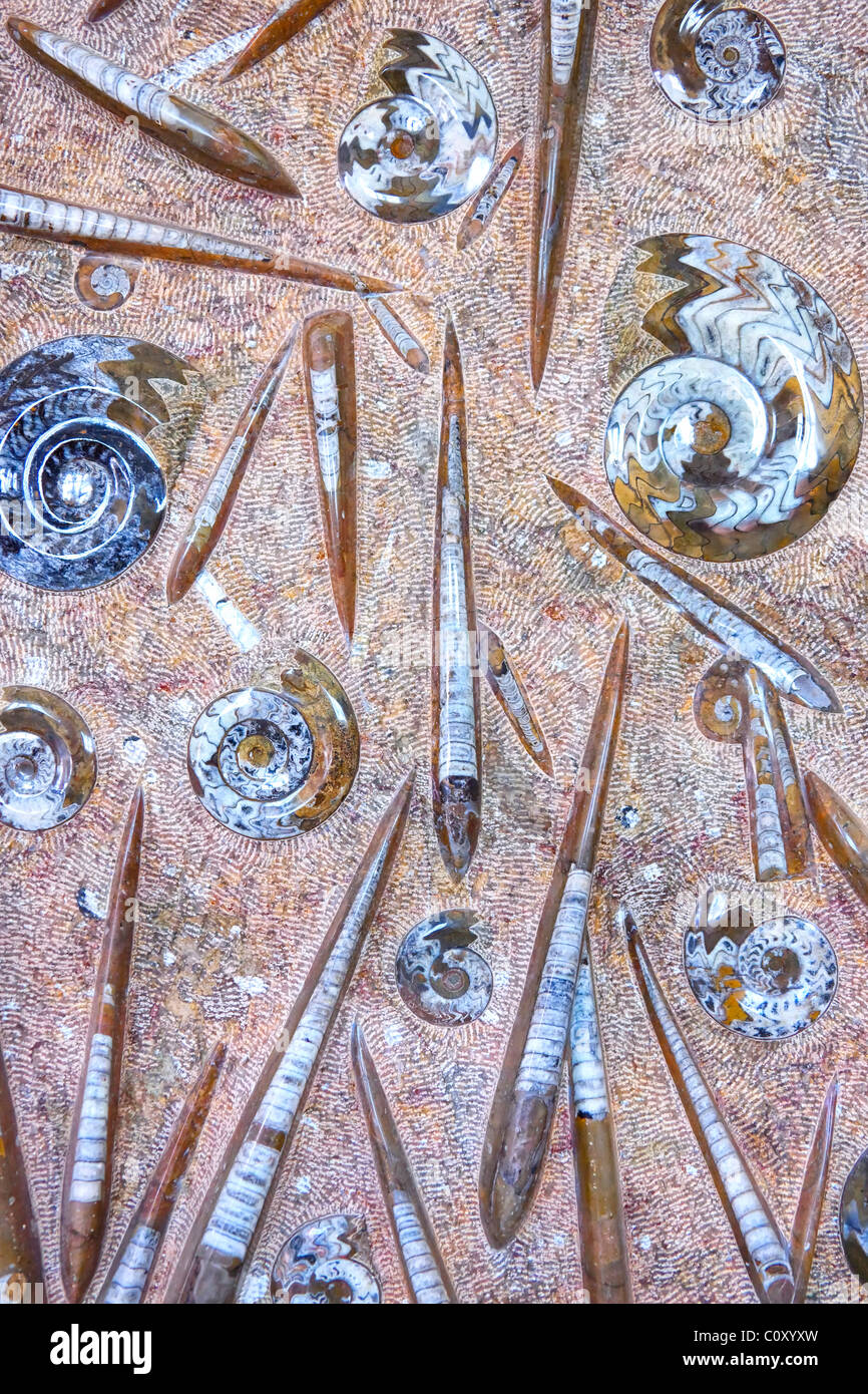 Fossilien in Stein Stockfotografie - Alamy