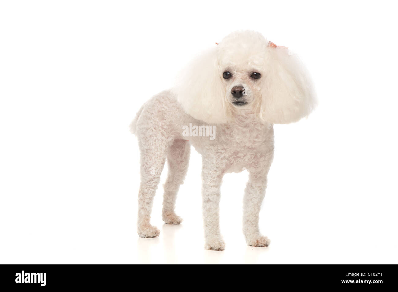 Toy poodle -Fotos und -Bildmaterial in hoher Auflösung – Alamy