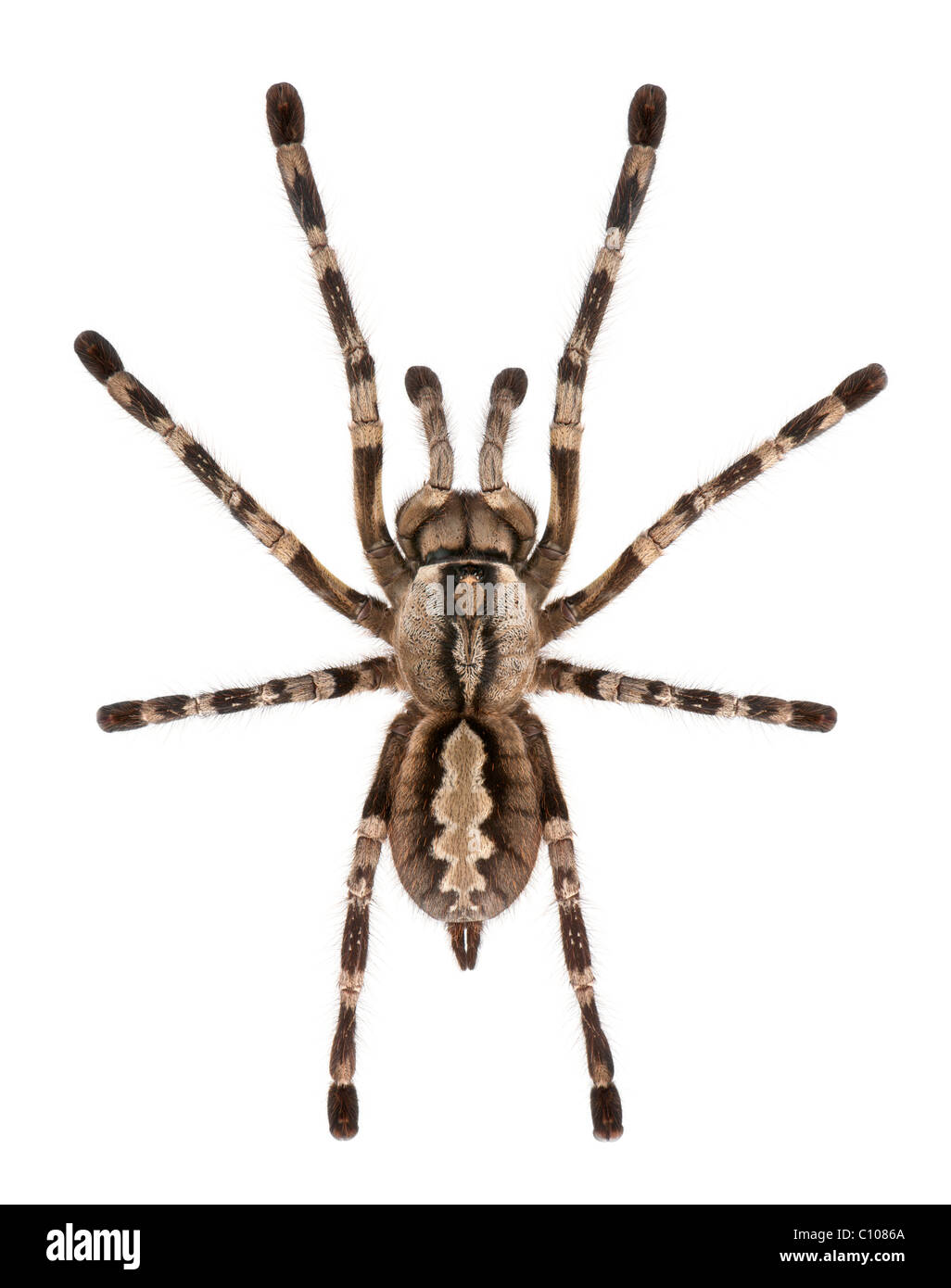 Tarantel arten -Fotos und -Bildmaterial in hoher Auflösung – Alamy