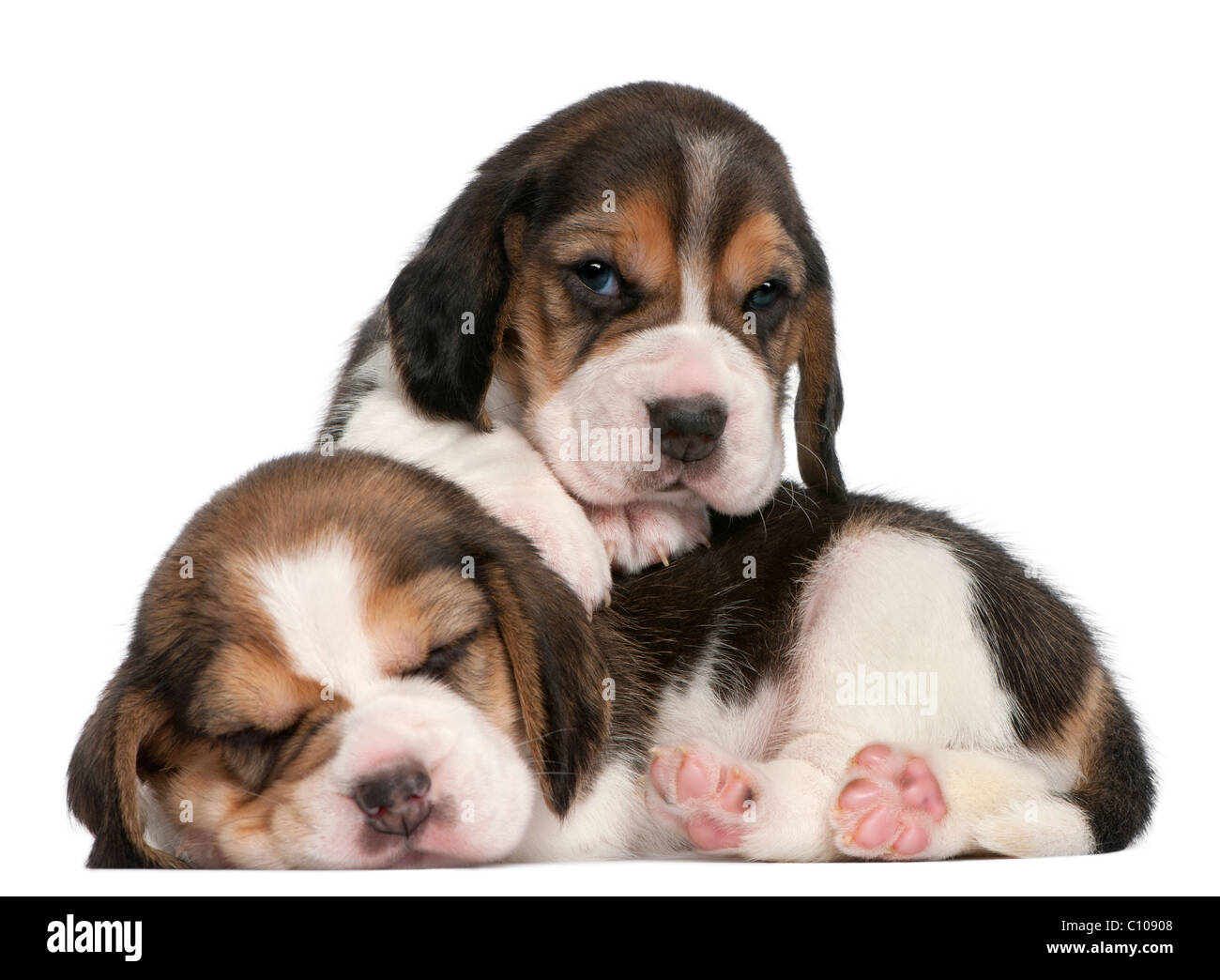 Beagle welpen -Fotos und -Bildmaterial in hoher Auflösung – Alamy