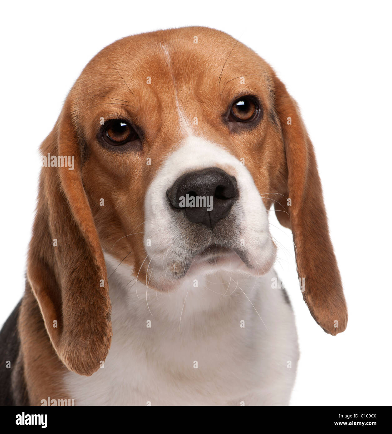 1 jahr alter beagle -Fotos und -Bildmaterial in hoher Auflösung – Alamy