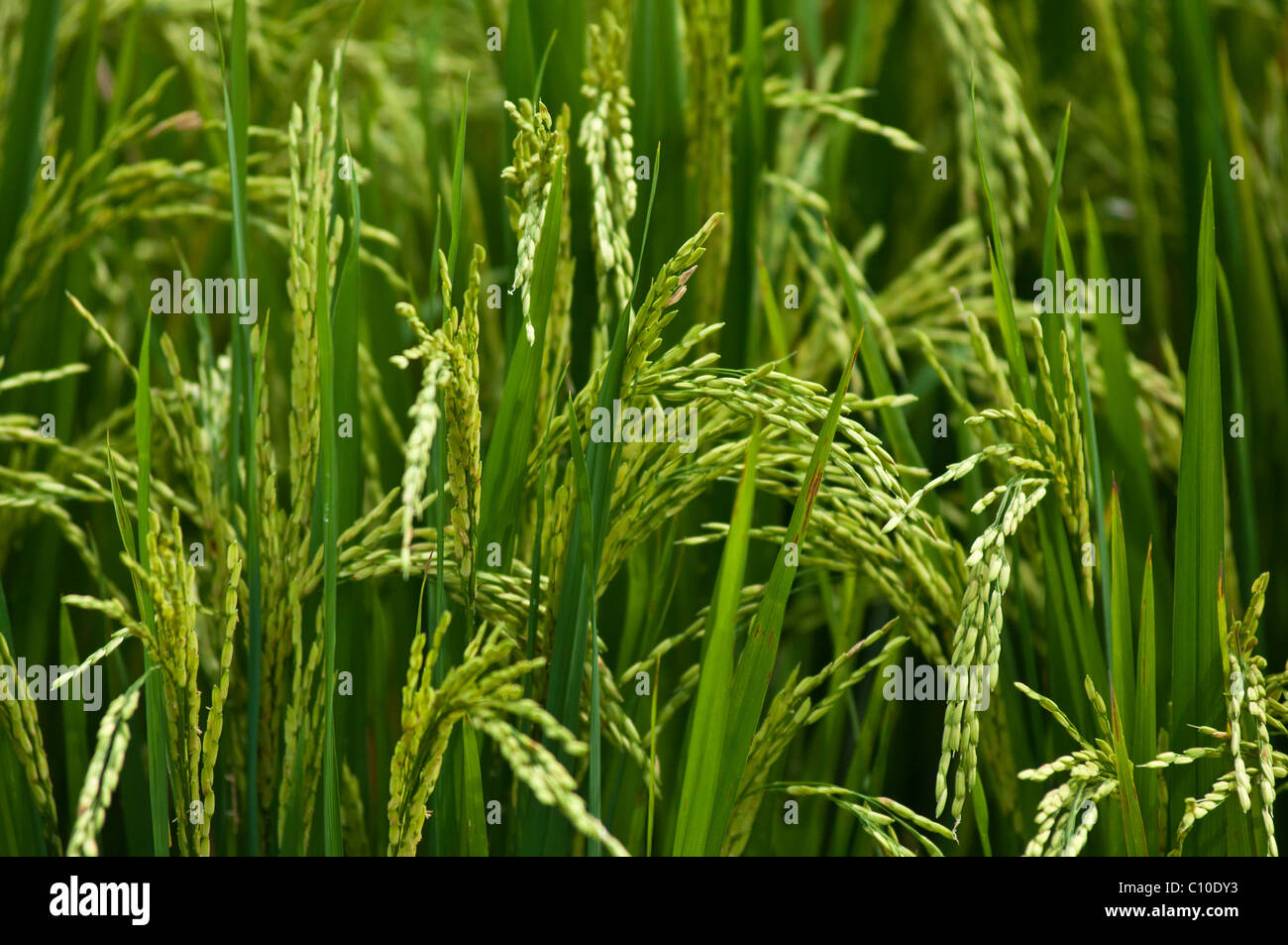 Reisanbau in asien -Fotos und -Bildmaterial in hoher Auflösung – Alamy