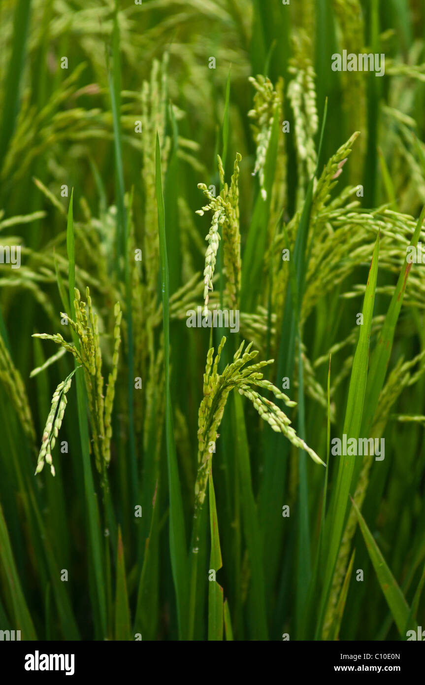 Reisanbau in asien -Fotos und -Bildmaterial in hoher Auflösung – Alamy