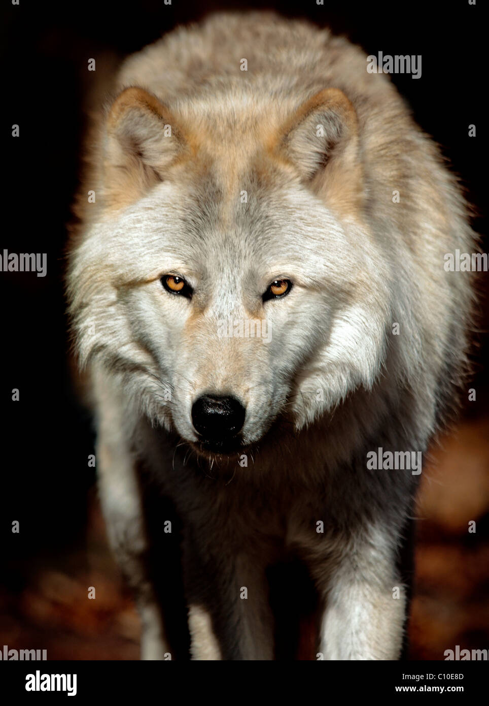 Weiss wolf -Fotos und -Bildmaterial in hoher Auflösung – Alamy