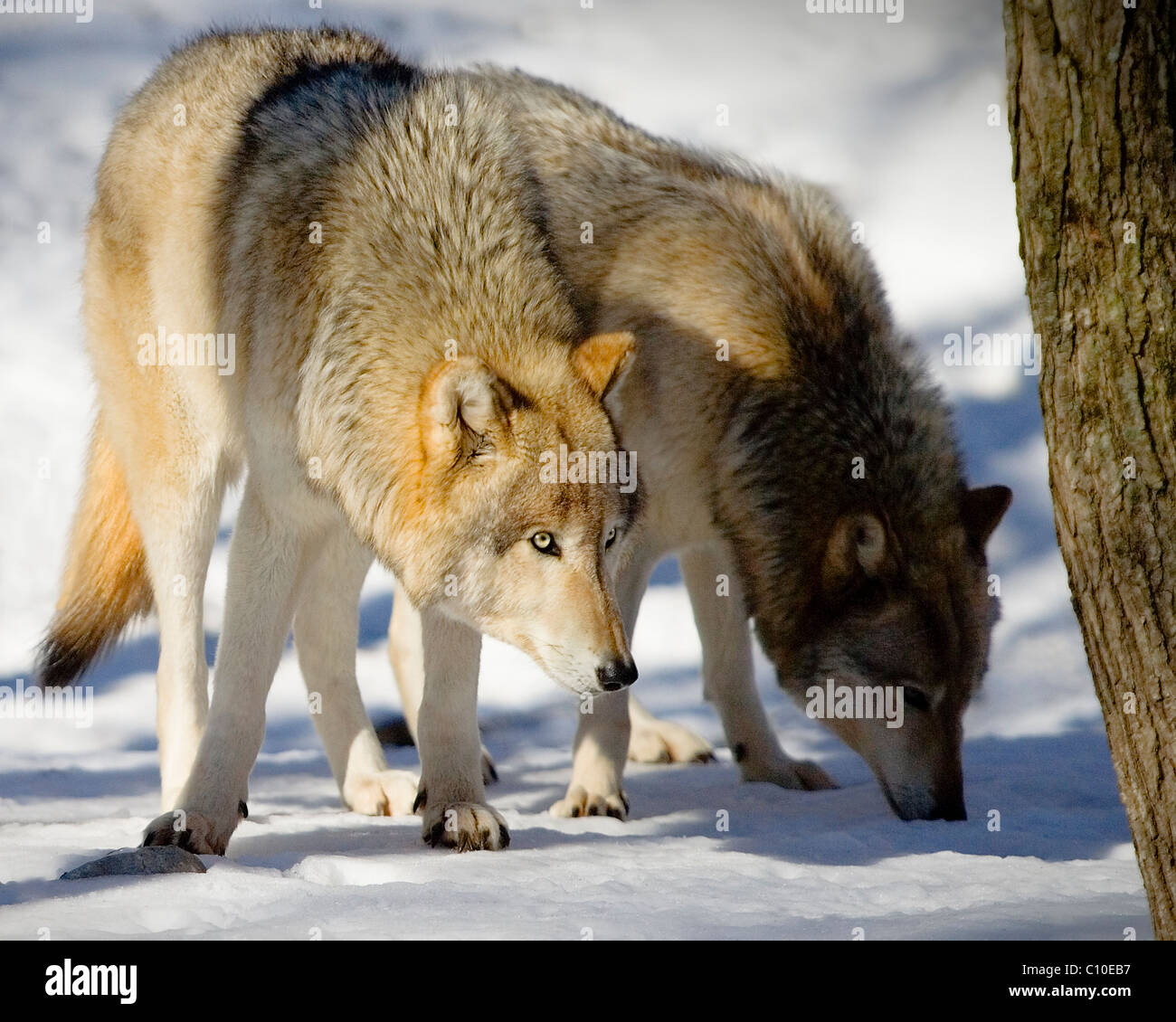 Wolf sniffing -Fotos und -Bildmaterial in hoher Auflösung – Alamy