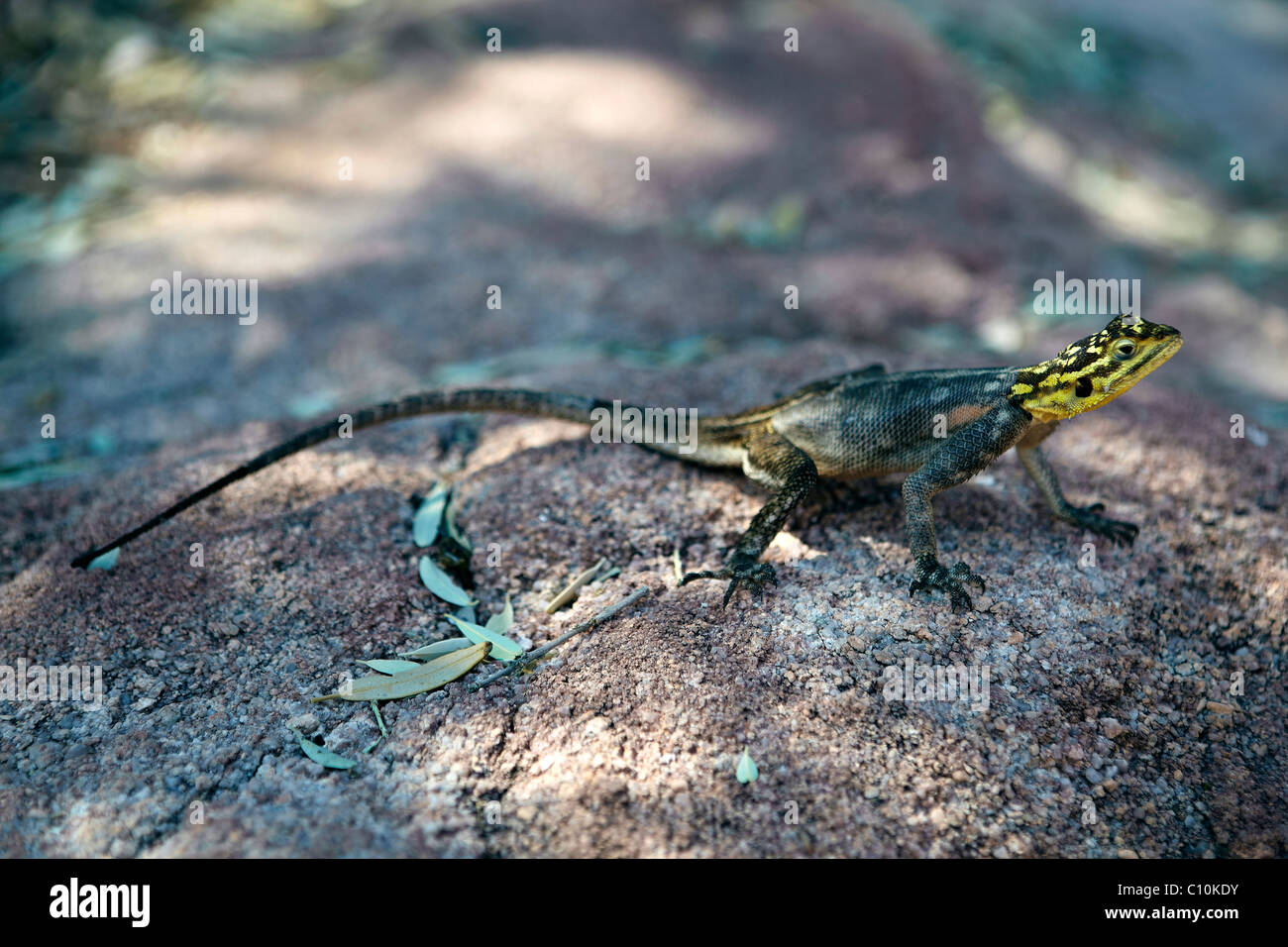 Namibische Rock Agama (Agama Planiceps), Twyfelfontein, Damaraland ...