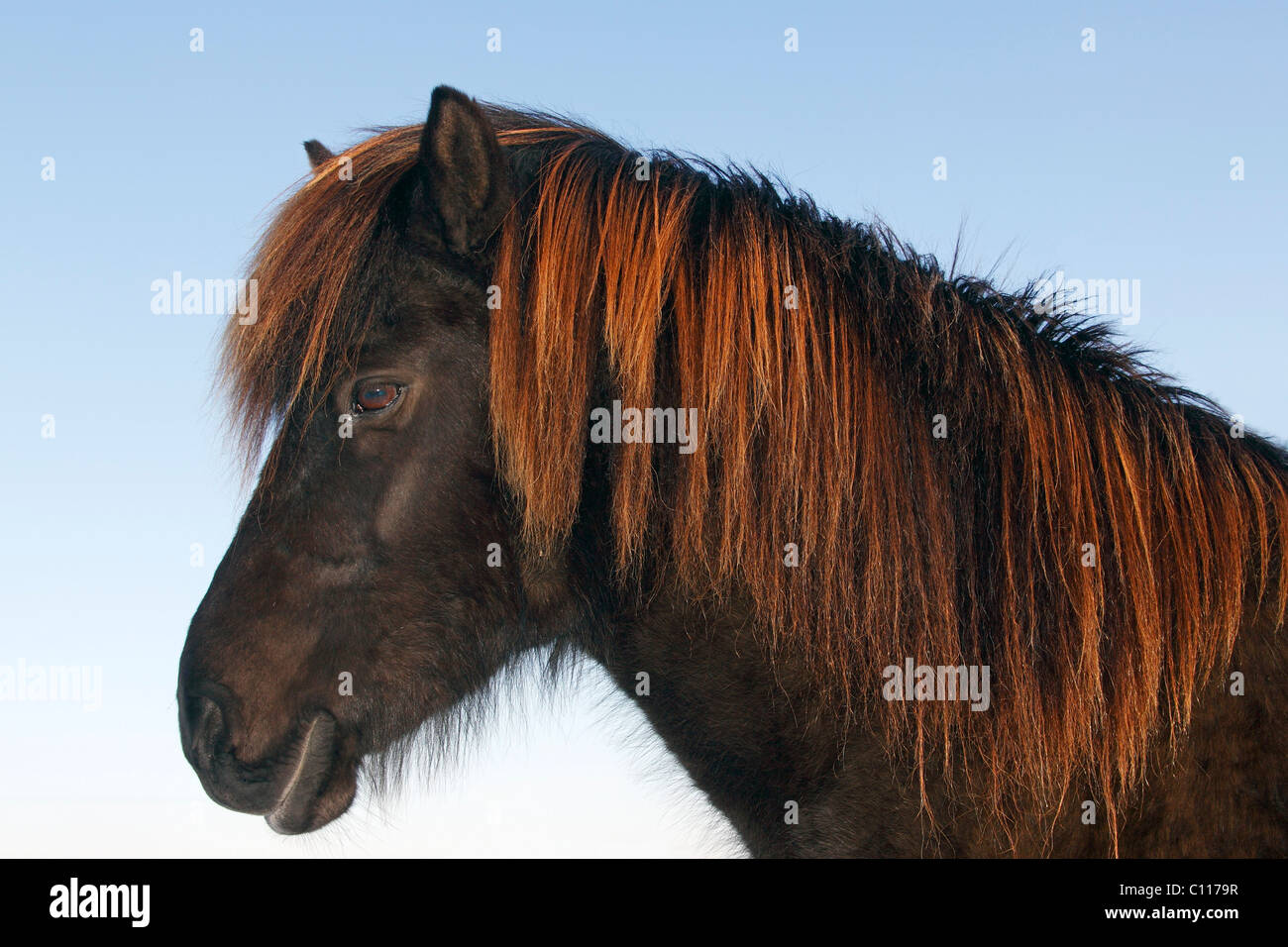 Schwarz isländisches pony -Fotos und -Bildmaterial in hoher Auflösung ...