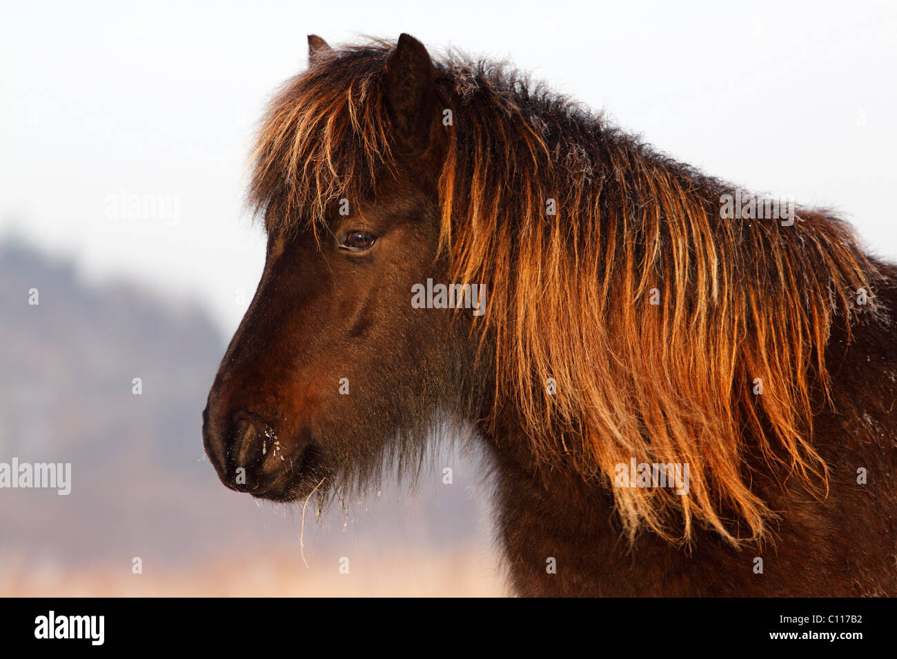 Schwarz isländisches pony -Fotos und -Bildmaterial in hoher Auflösung ...