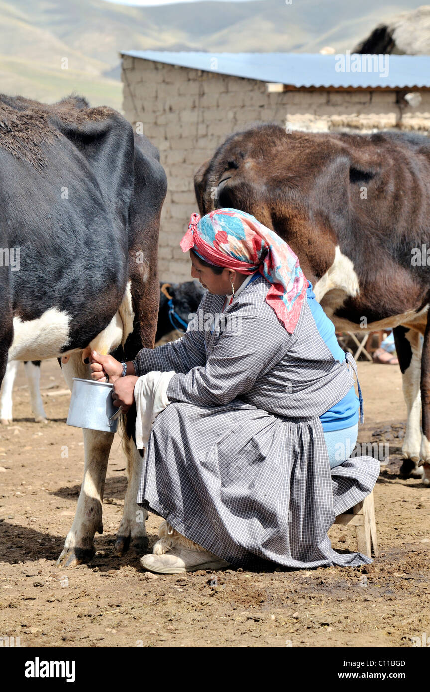 Melkerin beim melken -Fotos und -Bildmaterial in hoher Auflösung – Alamy