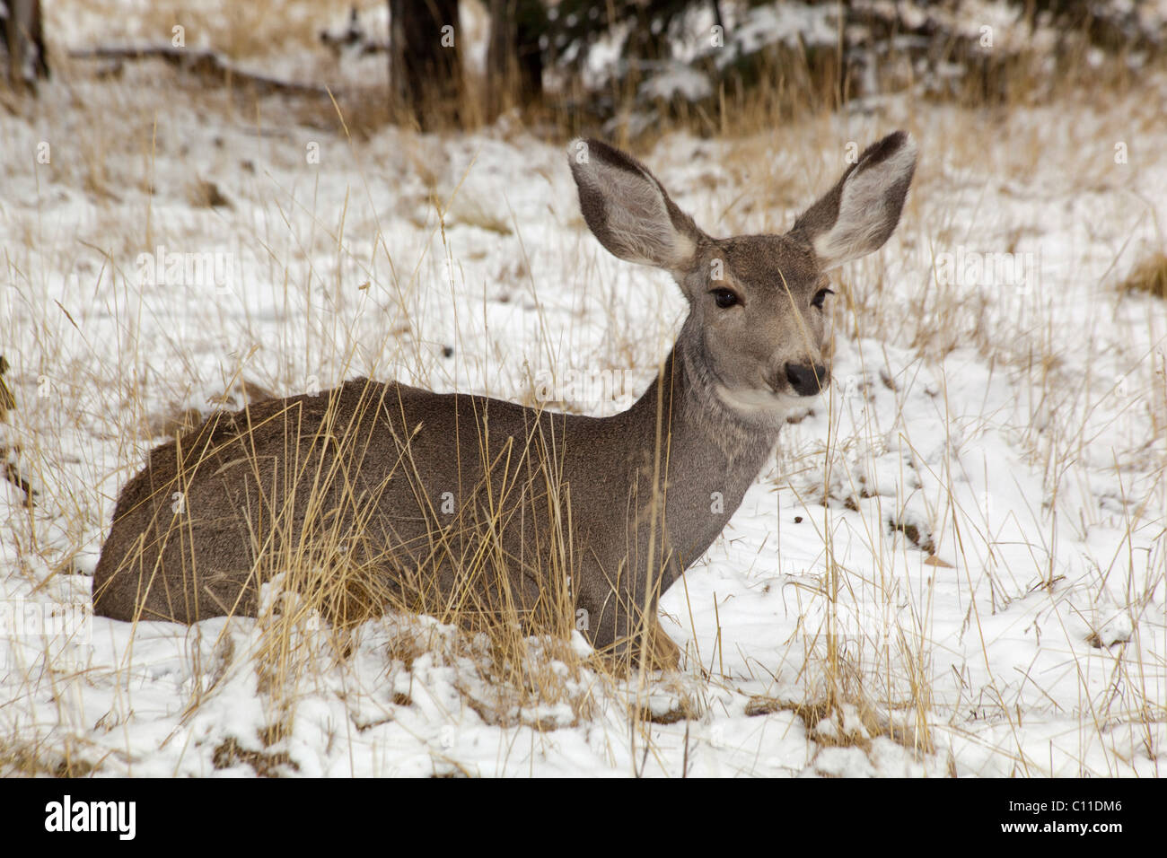 Female mule deer -Fotos und -Bildmaterial in hoher Auflösung – Alamy