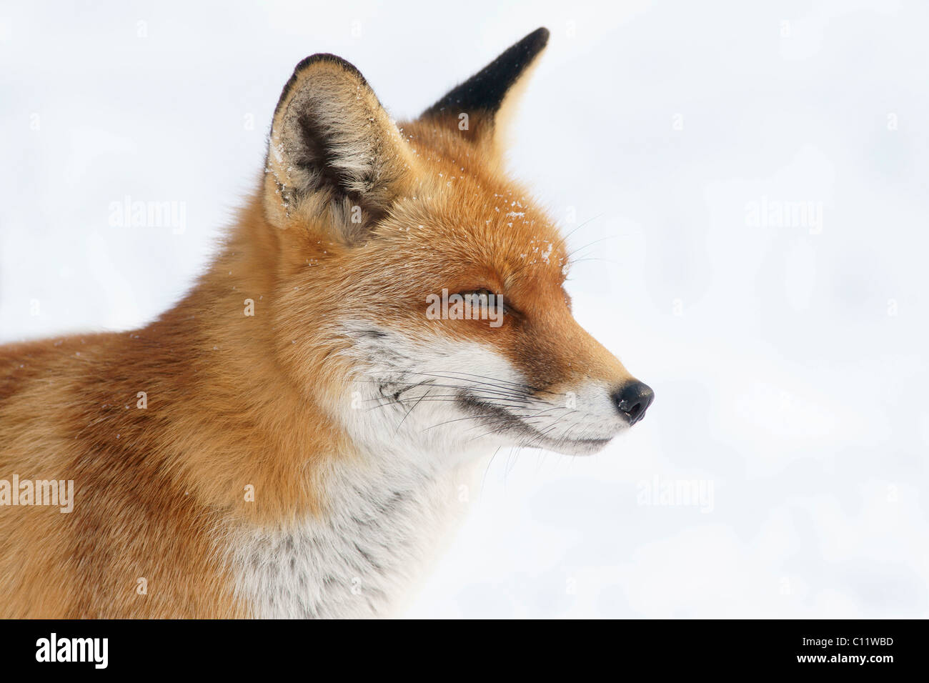 Rotfuchs (Vulpes Vulpes) im Schnee Stockfotografie - Alamy
