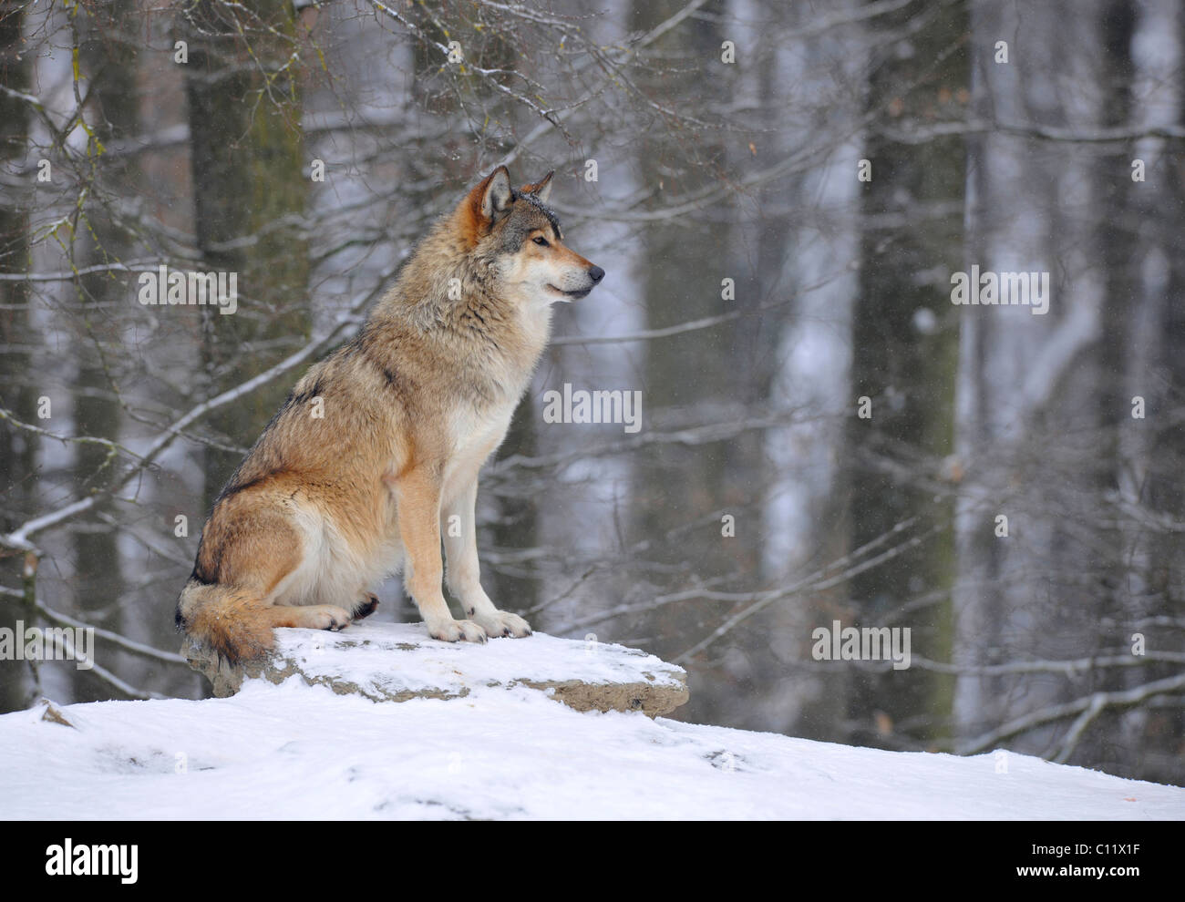 Alaskan timber wolf -Fotos und -Bildmaterial in hoher Auflösung – Alamy