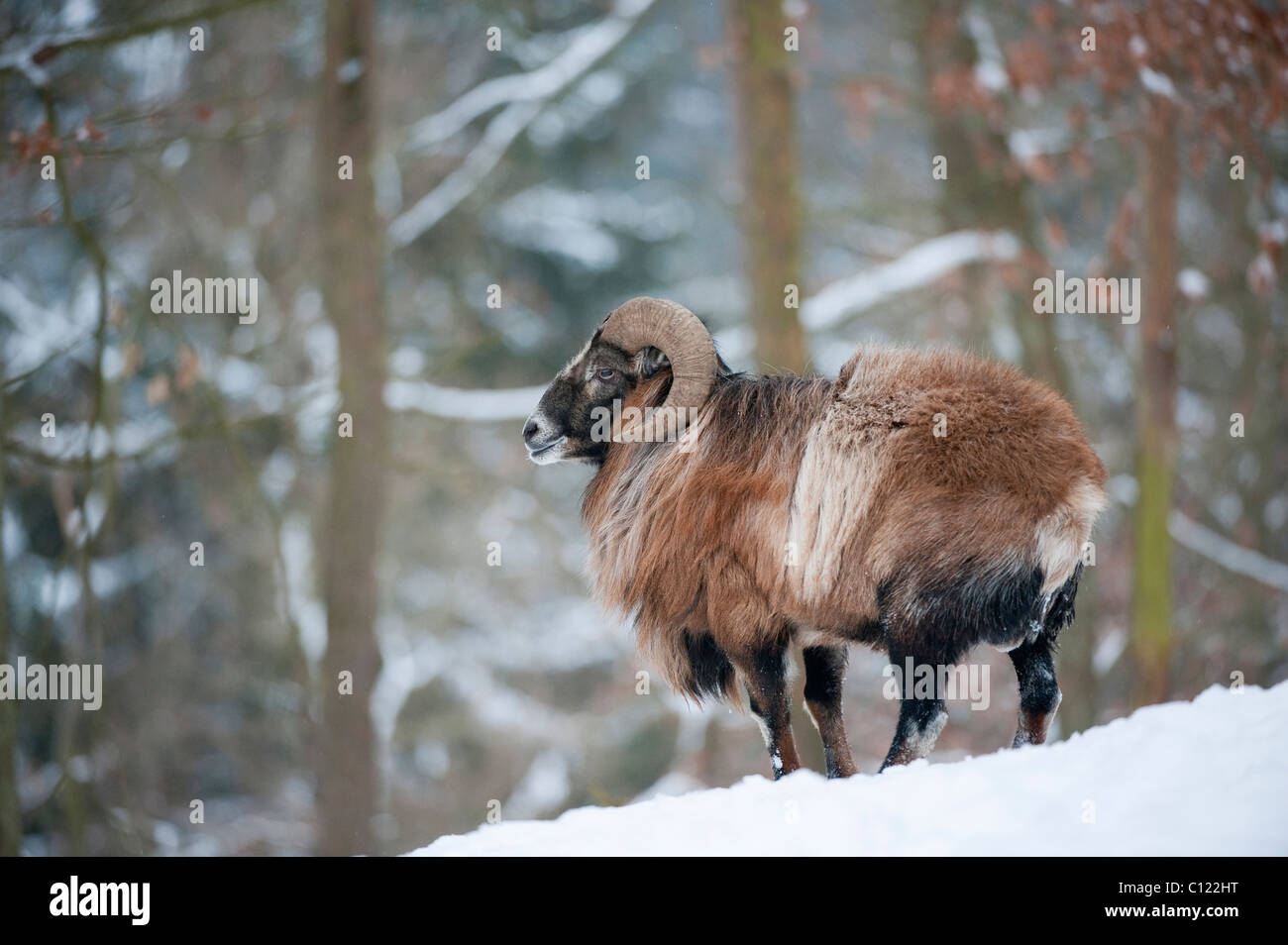 Capped ram -Fotos und -Bildmaterial in hoher Auflösung – Alamy