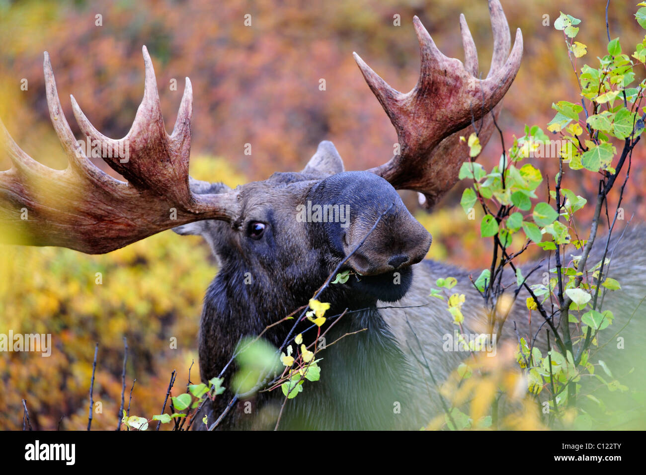 Elch essen -Fotos und -Bildmaterial in hoher Auflösung – Alamy