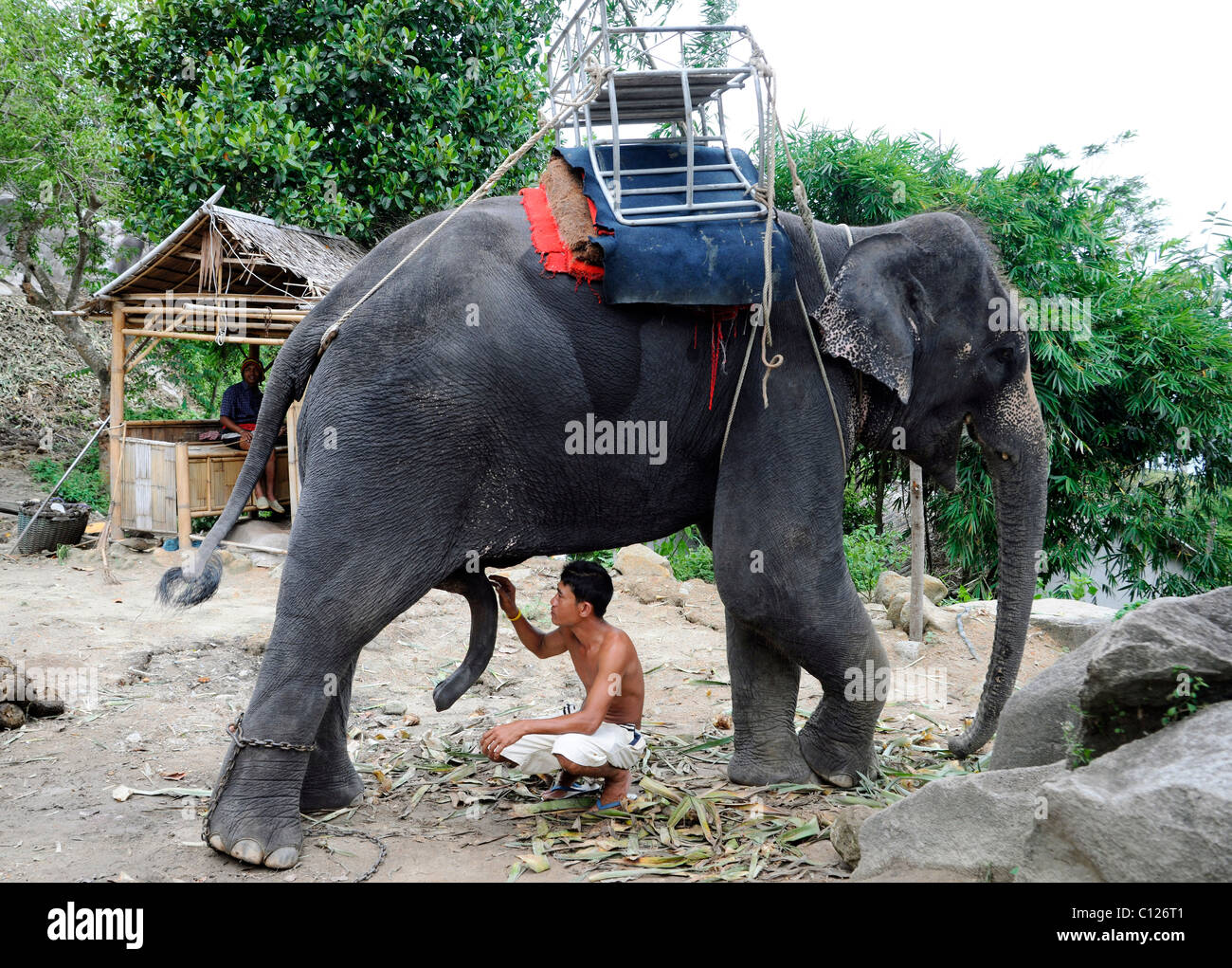 Mann berühren Penis eines Elefanten (Elephas Maximus), Thailand, Asien ...