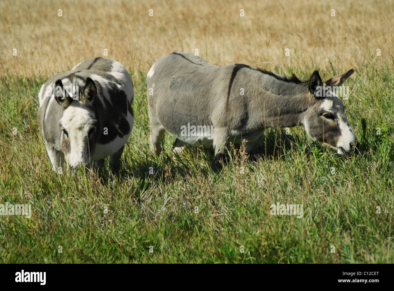 Graue esel -Fotos und -Bildmaterial in hoher Auflösung – Alamy