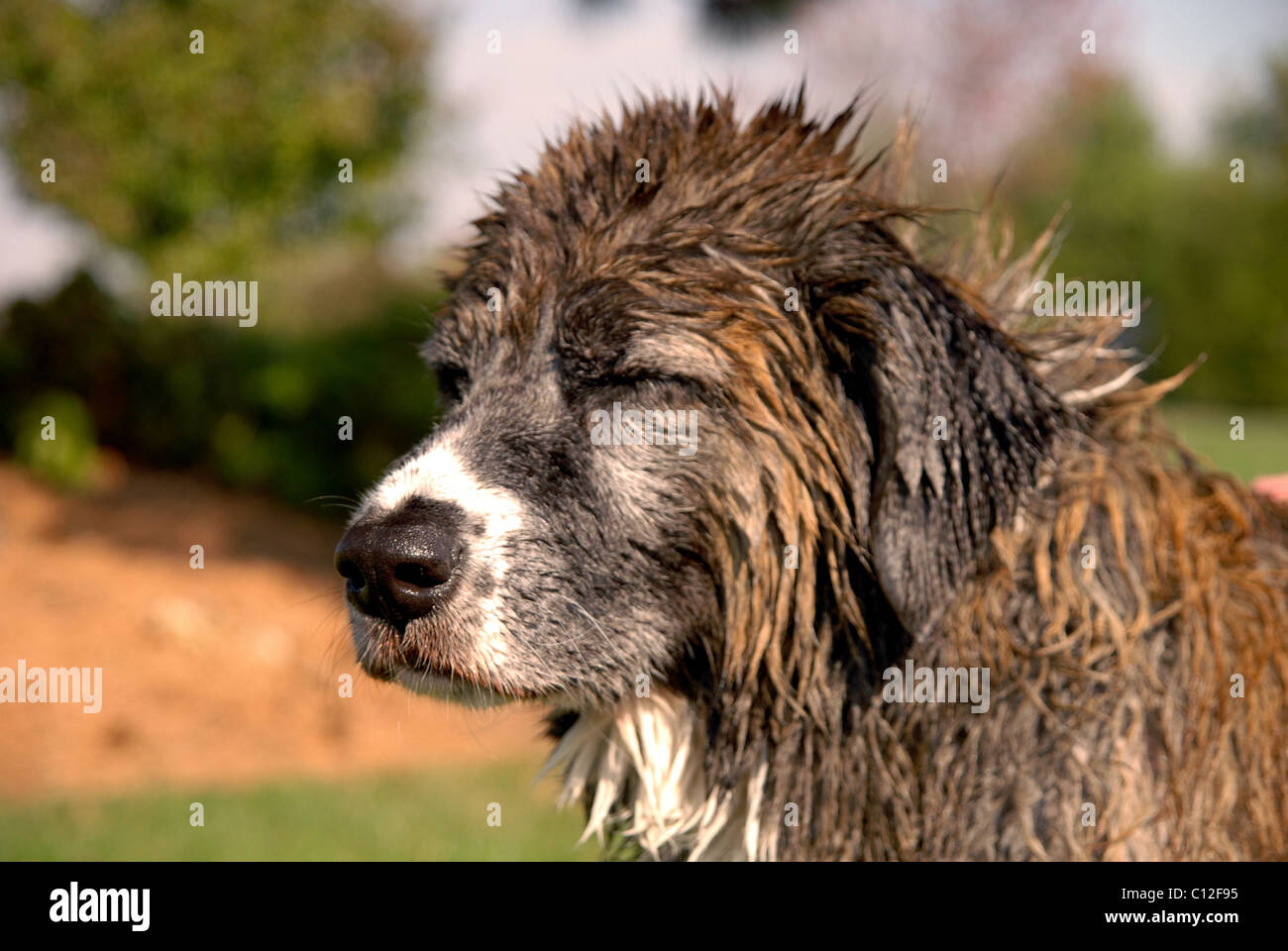 Bernhardiner Pudel Mix Bernhardiner – Wikipedia