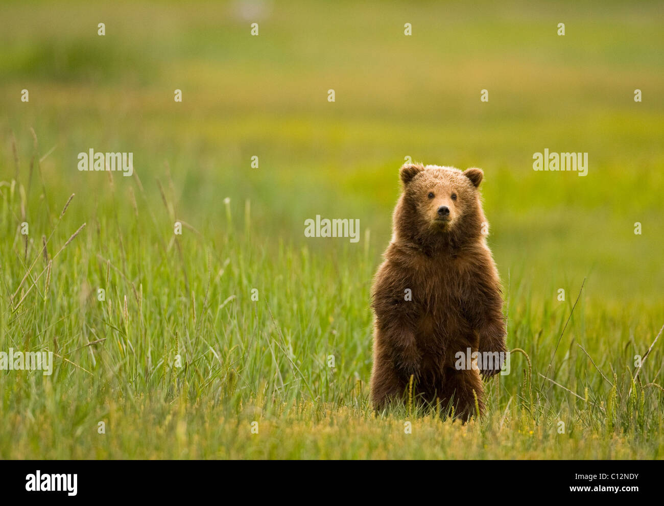 Bear Adolescent Grizzly Bear Stockfotos und -bilder Kaufen - Alamy