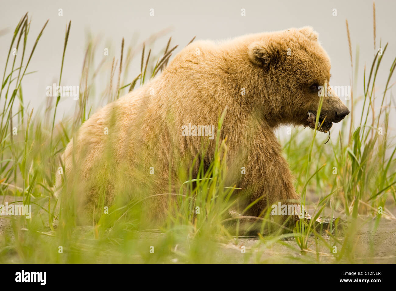 Bear Adolescent Grizzly Bear Stockfotos und -bilder Kaufen - Alamy