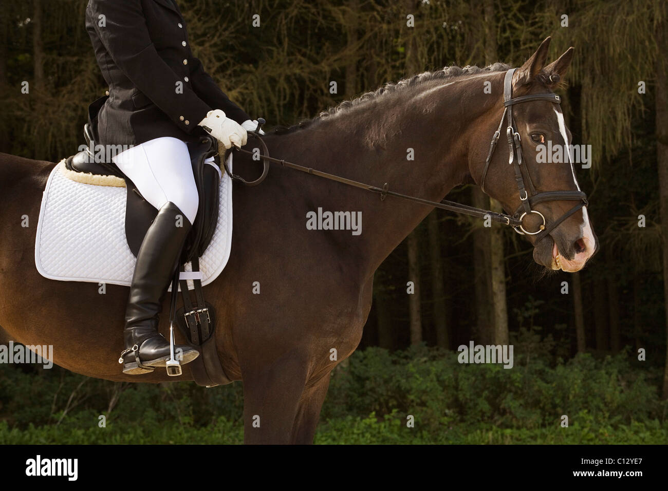 Seitenansicht der Dressurpferd mit Reiter Stockfotografie - Alamy