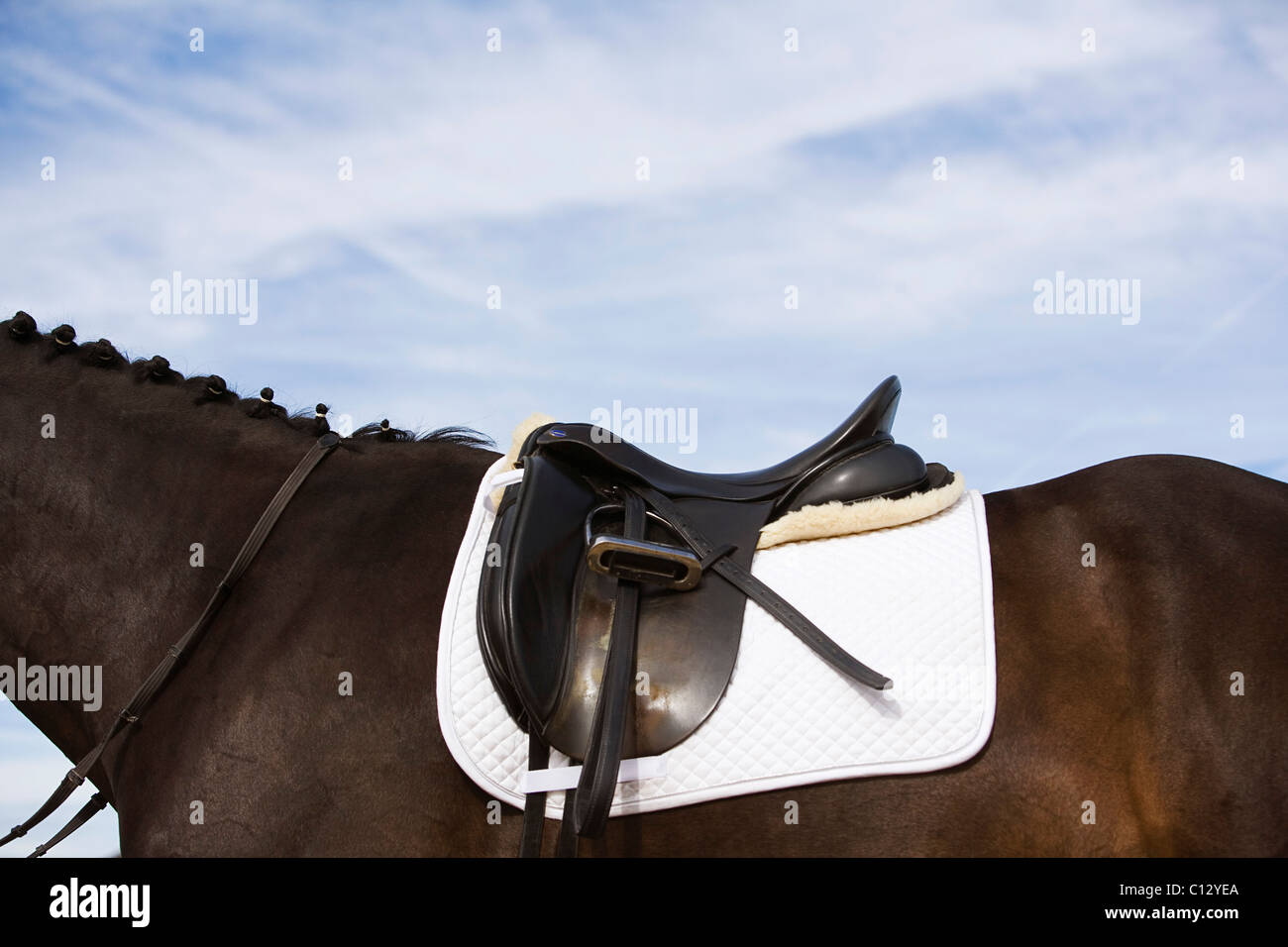 Seitenansicht des gesattelten Pferd Stockfotografie - Alamy