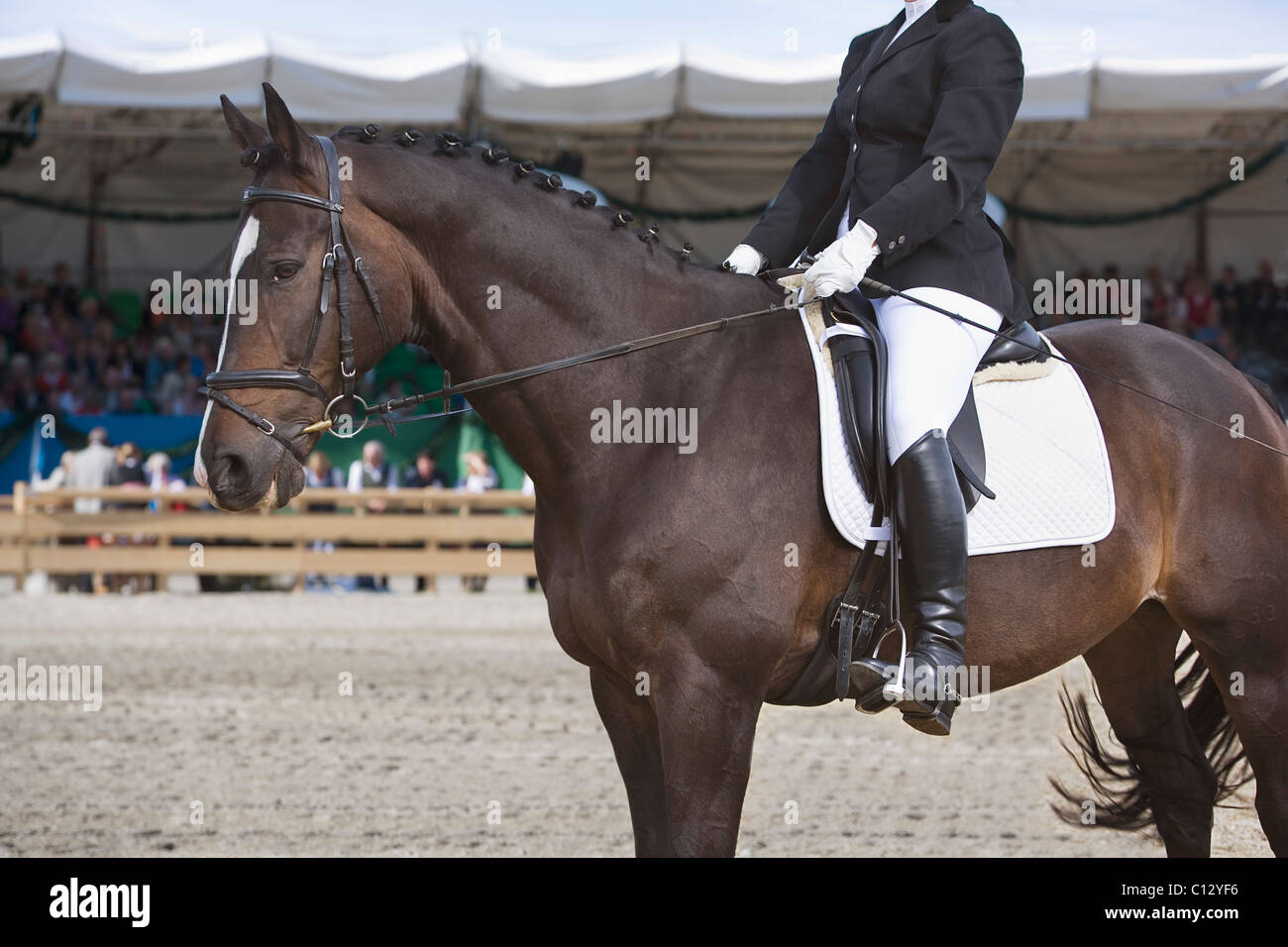 Dressurreiterin mit gerte -Fotos und -Bildmaterial in hoher Auflösung ...