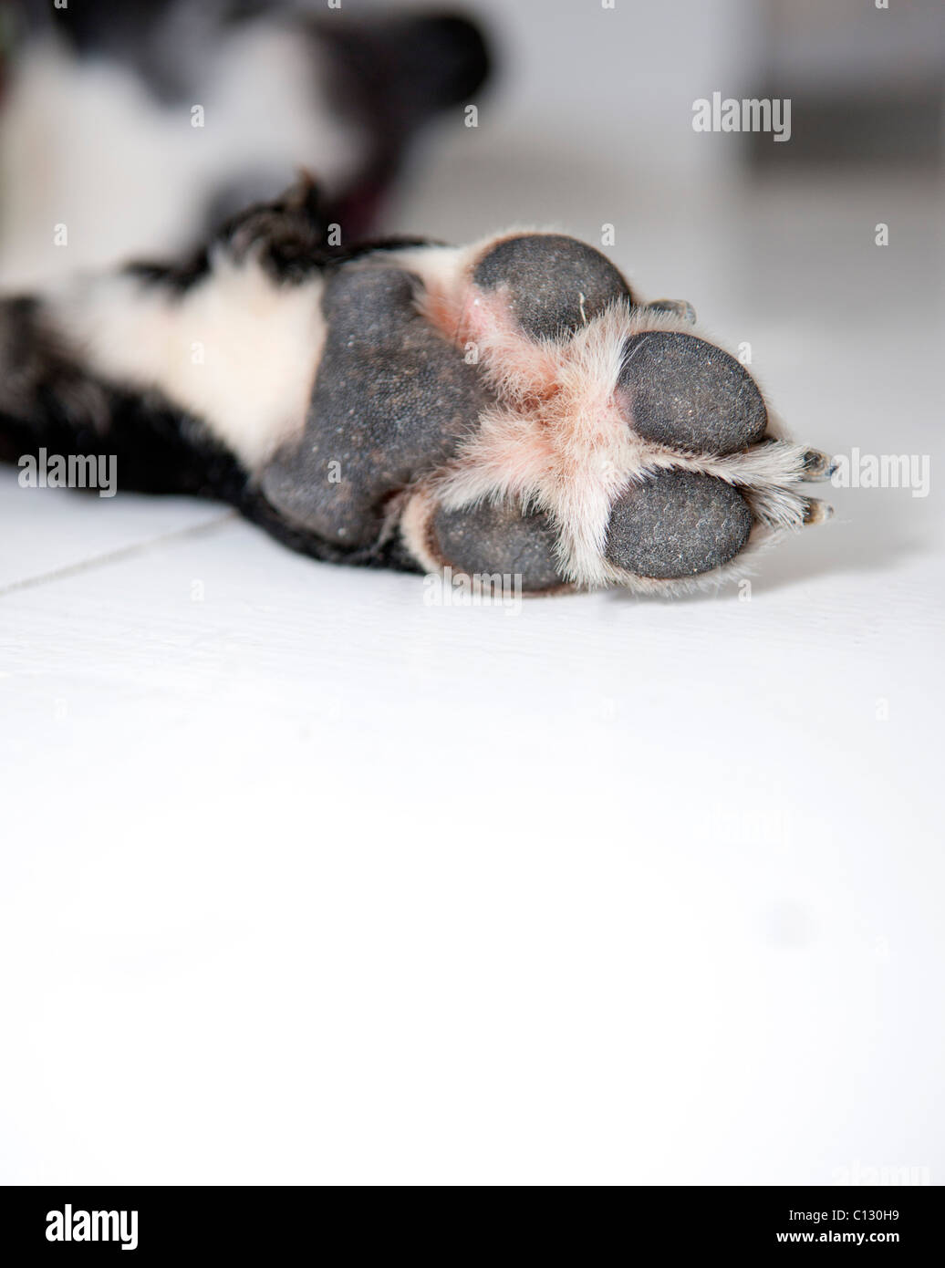 Stilvolle Pfote Des Hundes Fotosnull