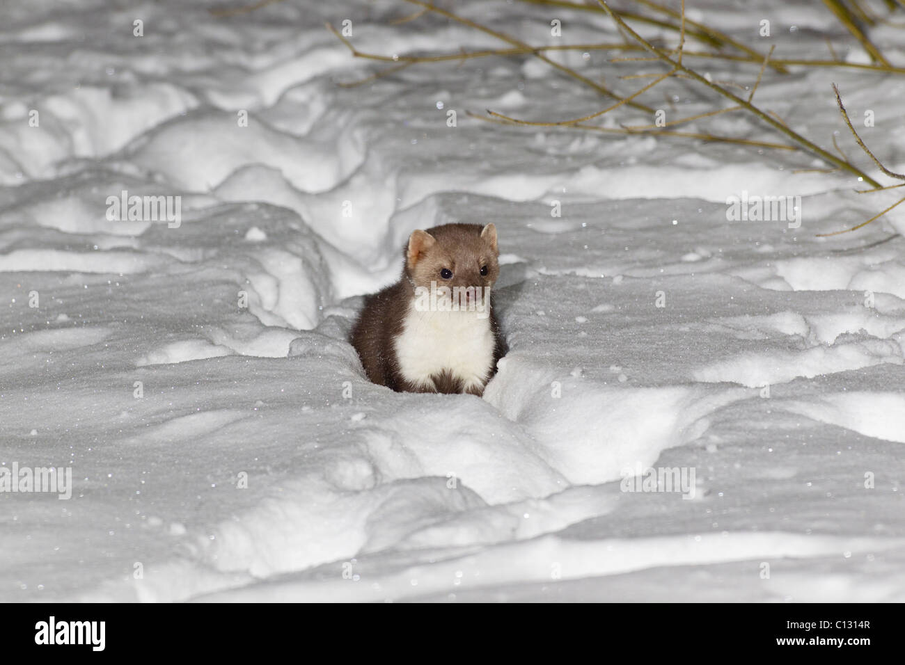 Steinmarder / Steinmarder (Martes Foina), im Garten in der Nacht auf ...