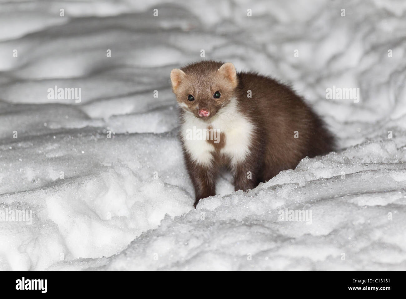 Steinmarder / Steinmarder (Martes Foina), im Garten bei Nacht auf ...