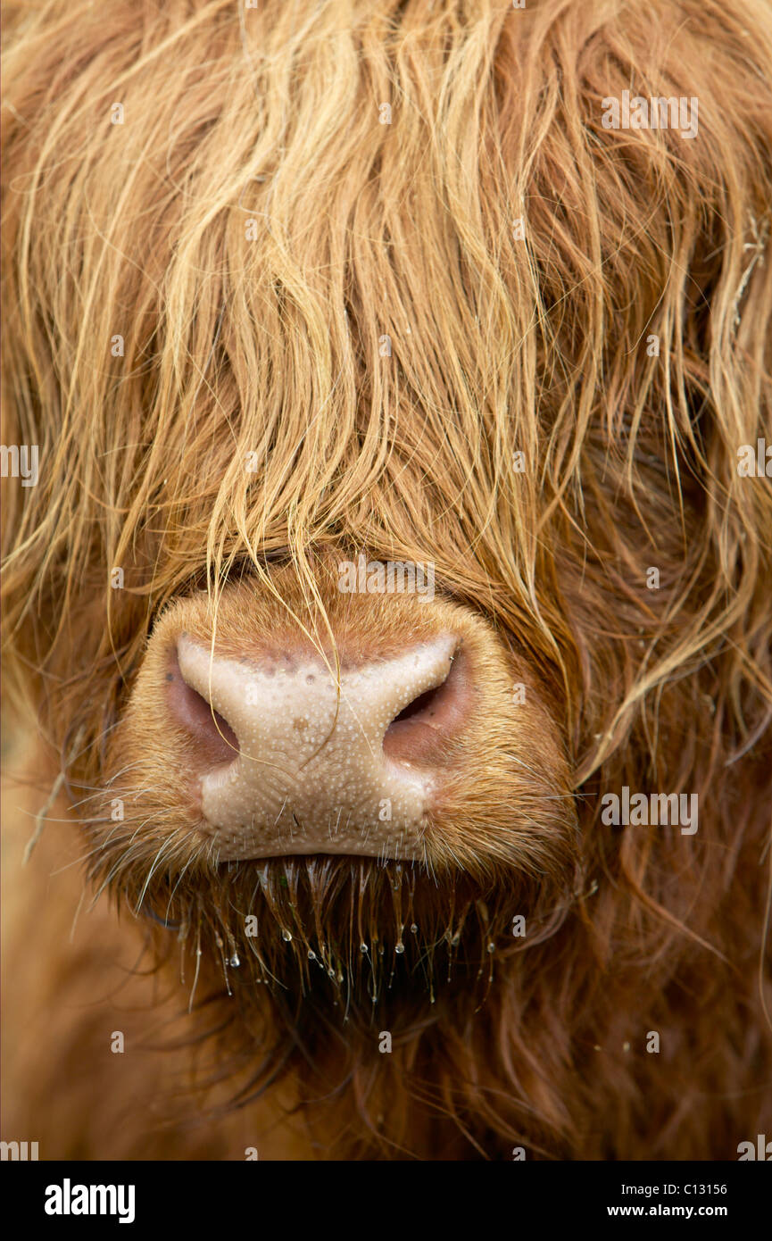Kopf einer hochlandkuh -Fotos und -Bildmaterial in hoher Auflösung – Alamy