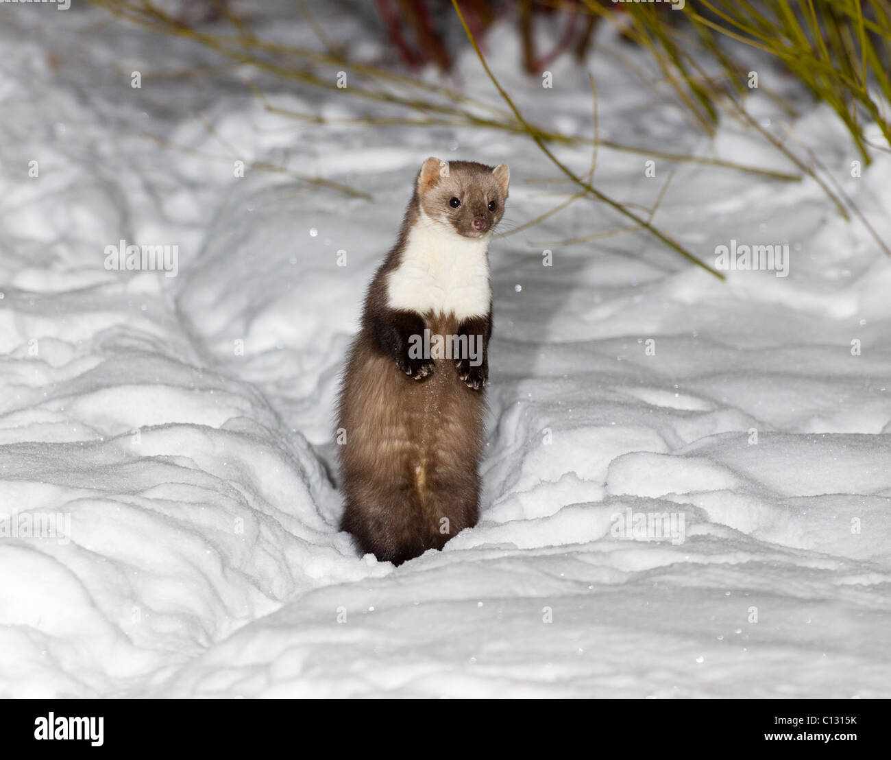 Steinmarder / Steinmarder (Martes Foina), im Garten in der Nacht ...