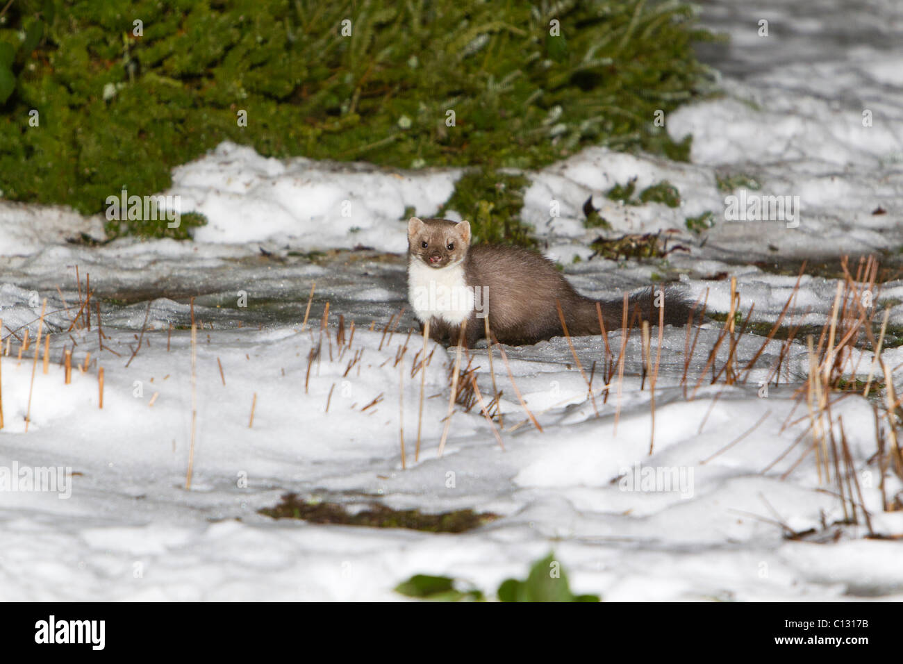 Steinmarder / Steinmarder (Martes Foina), im Garten bei Nacht auf ...