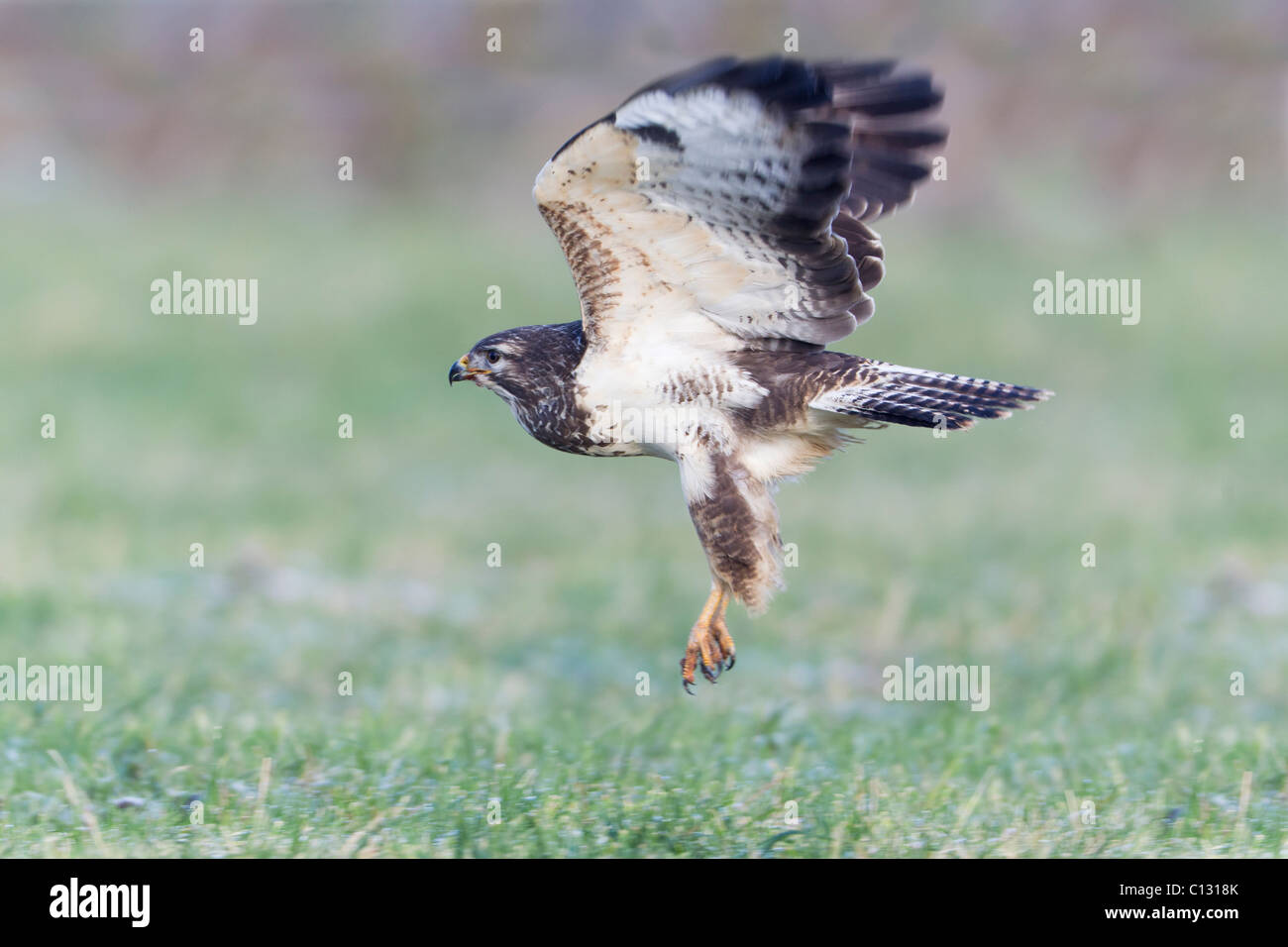 Mäusebussard fliegen -Fotos und -Bildmaterial in hoher Auflösung – Alamy