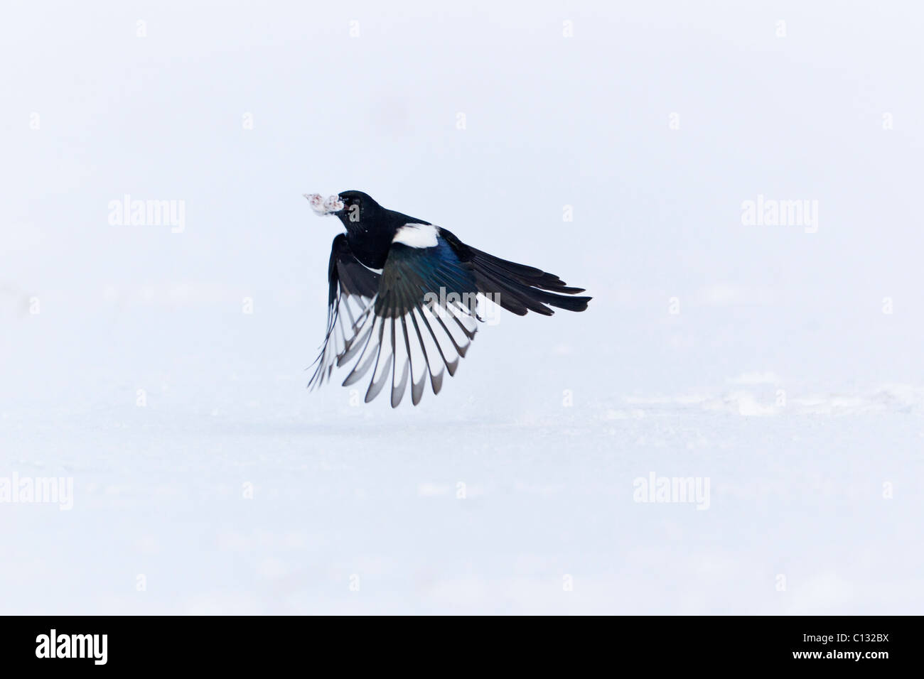 Elster pica pica im flug -Fotos und -Bildmaterial in hoher Auflösung ...
