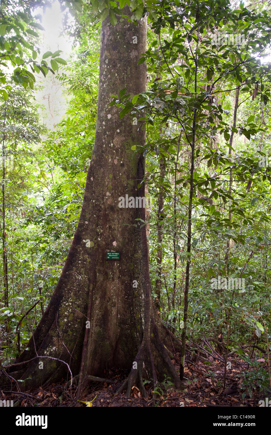 Mora Tree Stockfotos und -bilder Kaufen - Alamy