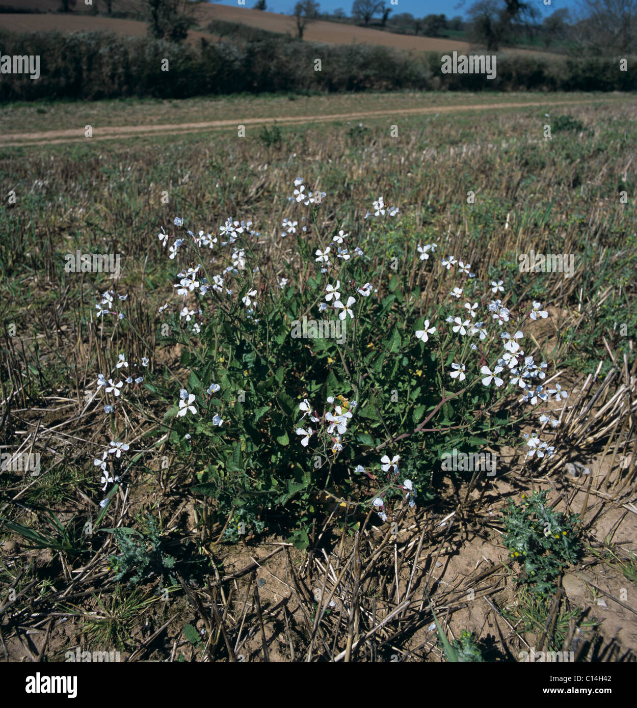 Wild radish (raphanus raphanistrum) -Fotos und -Bildmaterial in hoher ...