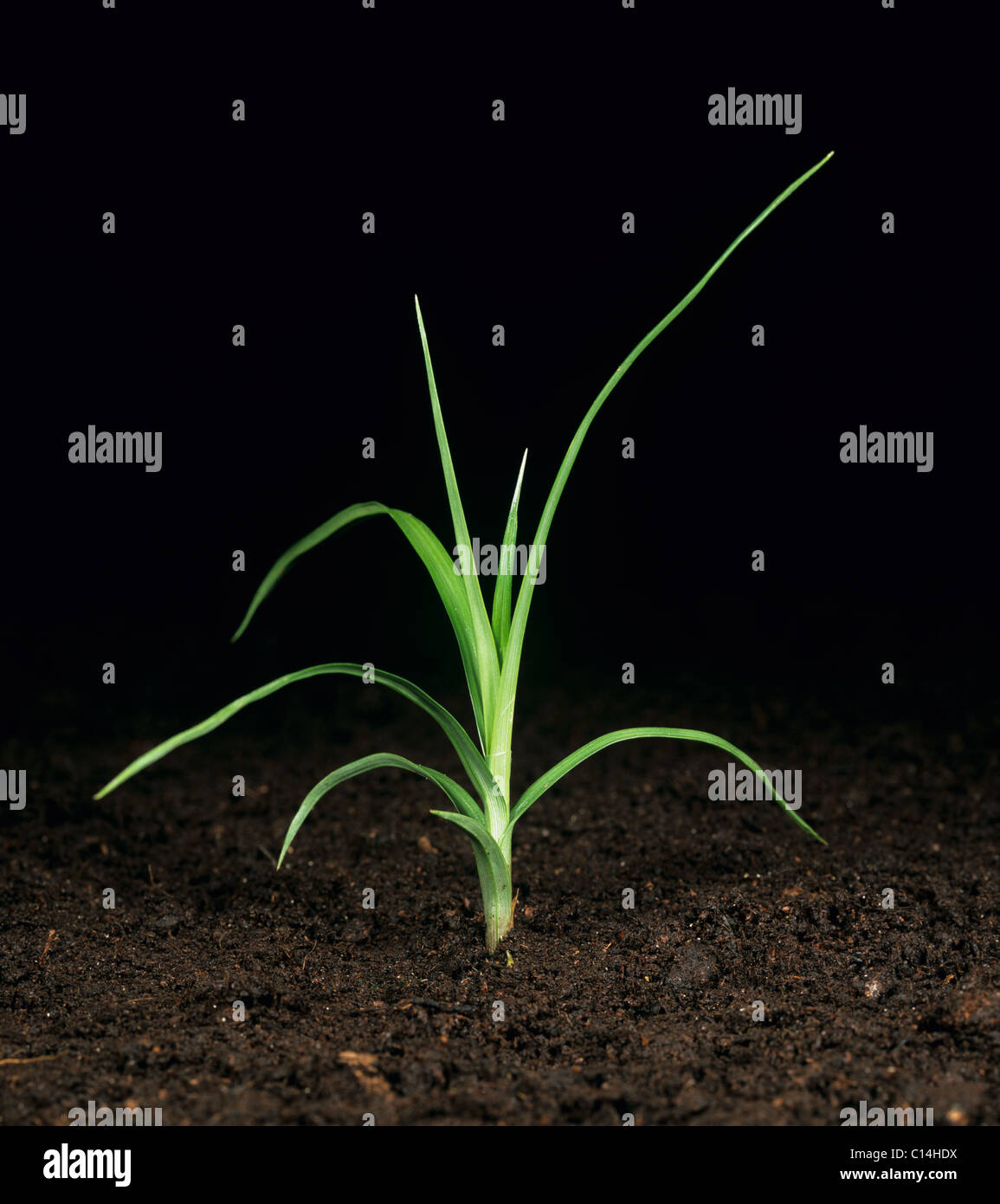 Junge Pflanze gelbe Erdmandel (Cyperus Esculentus Stockfotografie - Alamy