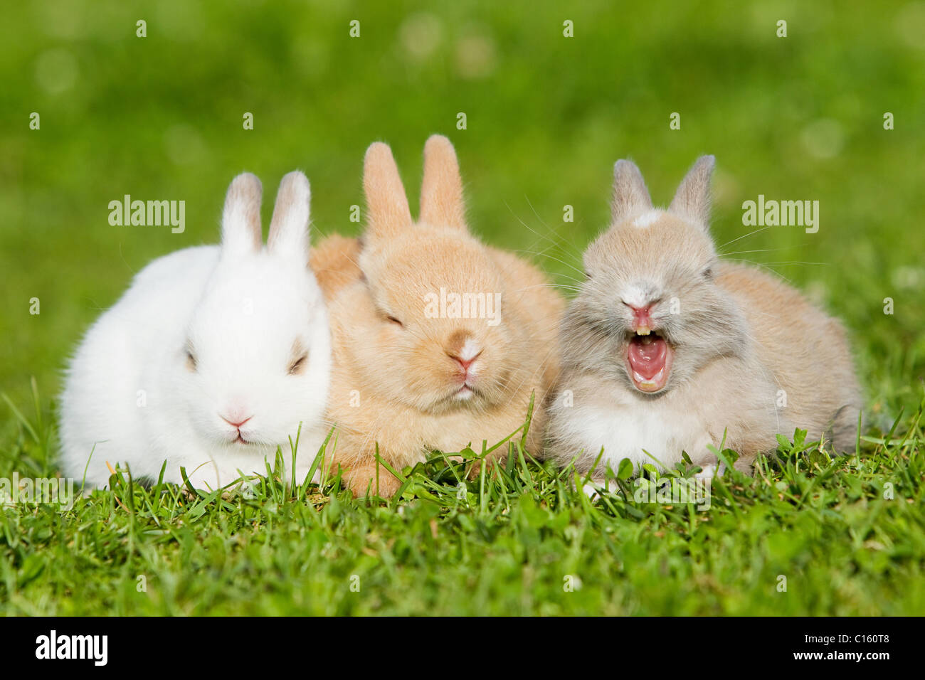 Three rabbit -Fotos und -Bildmaterial in hoher Auflösung – Alamy