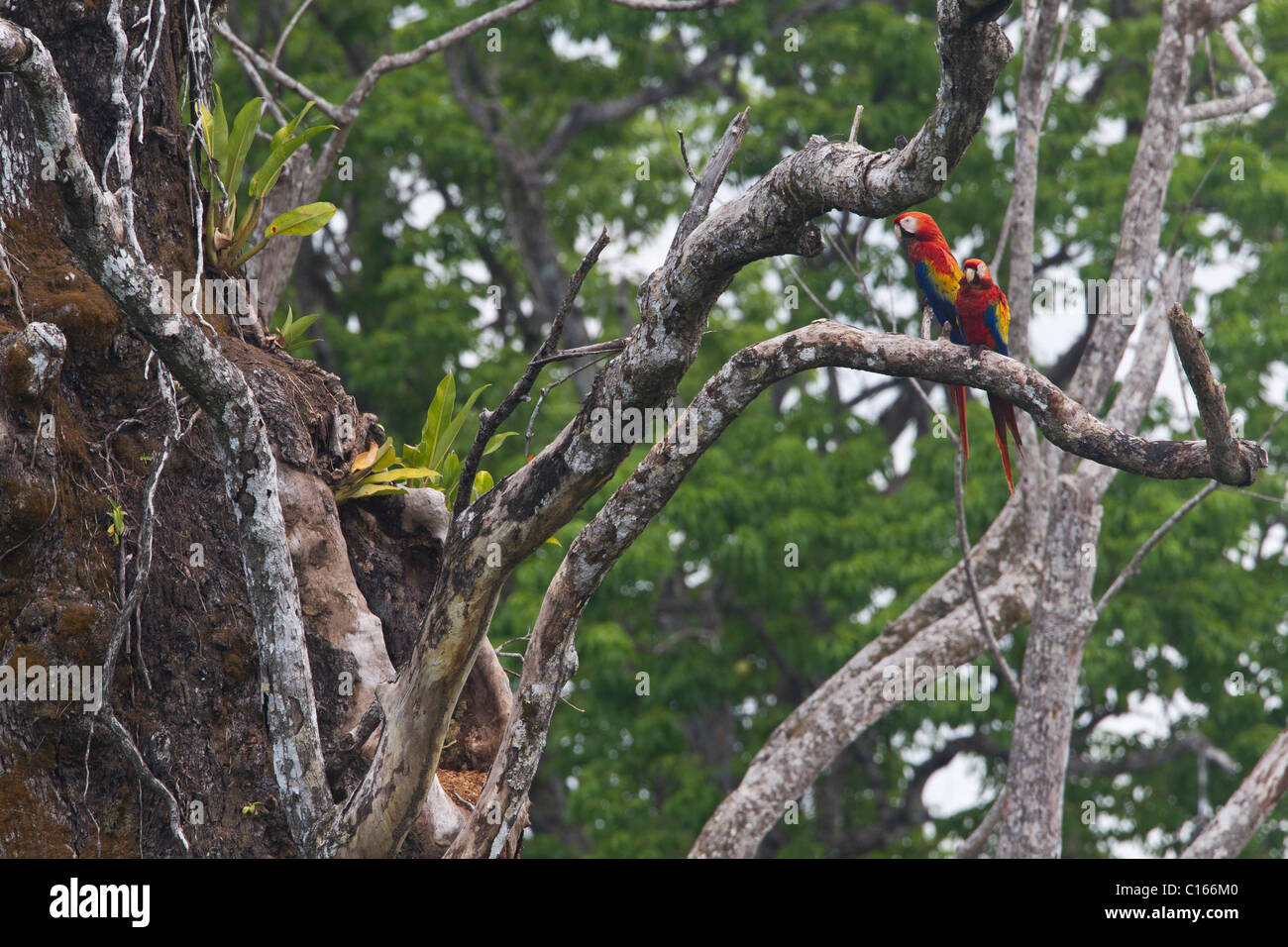 Paar rote Aras (Ara Macao) stehend auf einem Ast in der Nähe ihres ...