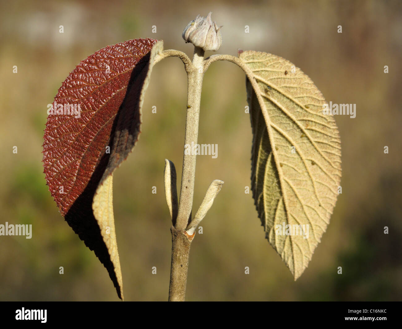 Blatt von einem Wayfaring Baum (Viburnum Lantana), Bayern, Deutschland ...
