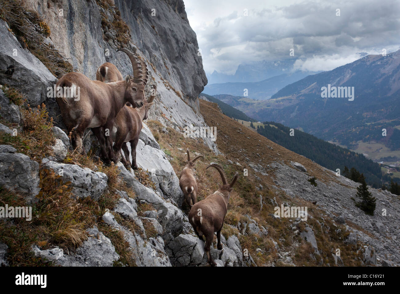 Männchen Alpensteinbock (Capra Ibex) in den französischen Alpen, Grand ...