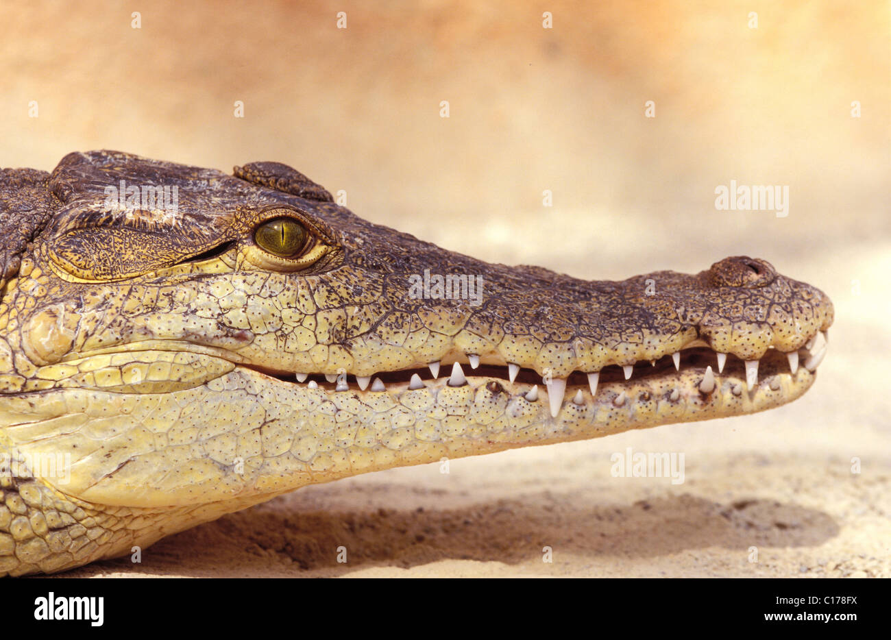 La ferme aux krokodile krokodilfarm Stockfotos und -bilder Kaufen - Alamy