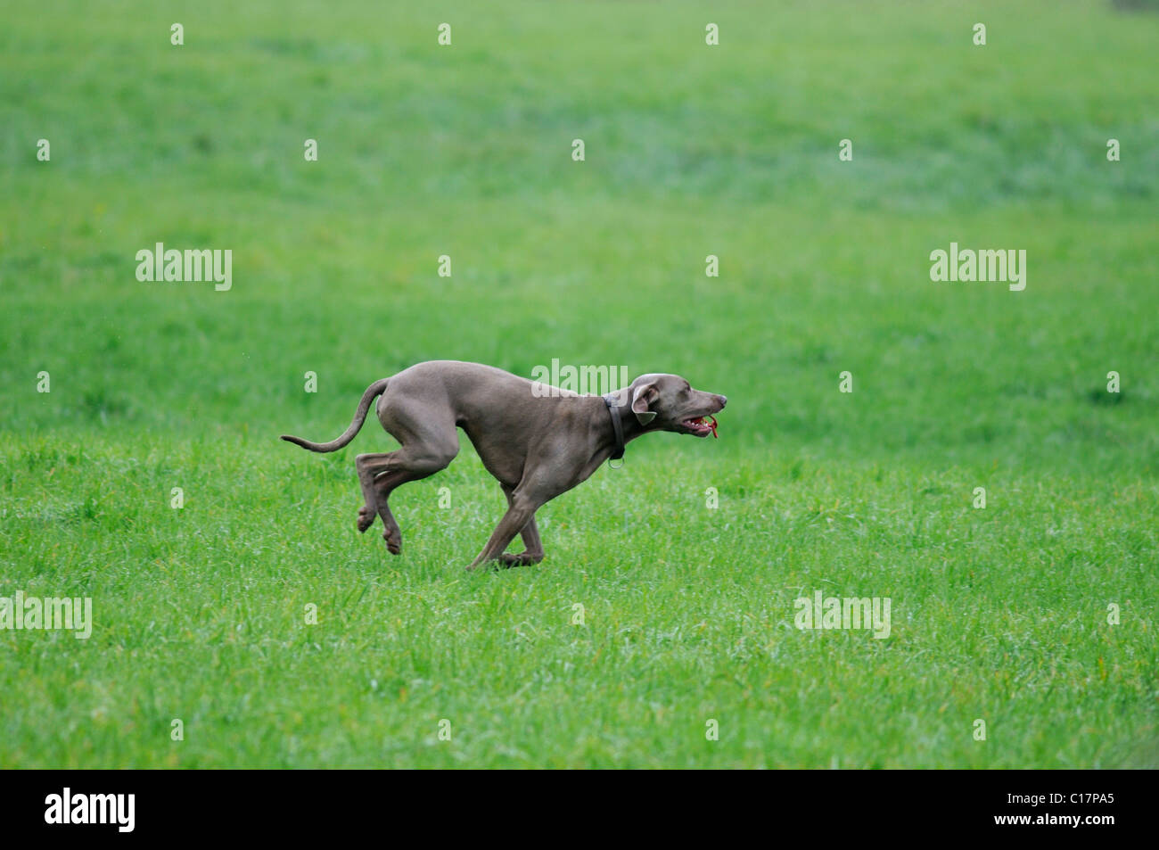 Grey Dog Stockfotos und -bilder Kaufen - Alamy