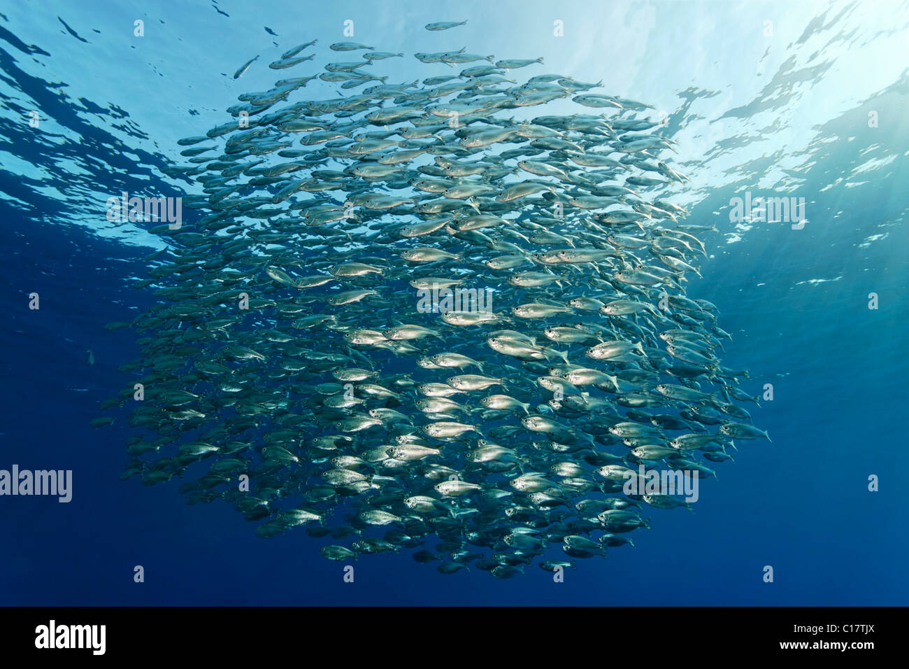Es gibt zu viele fische im meer -Fotos und -Bildmaterial in hoher ...