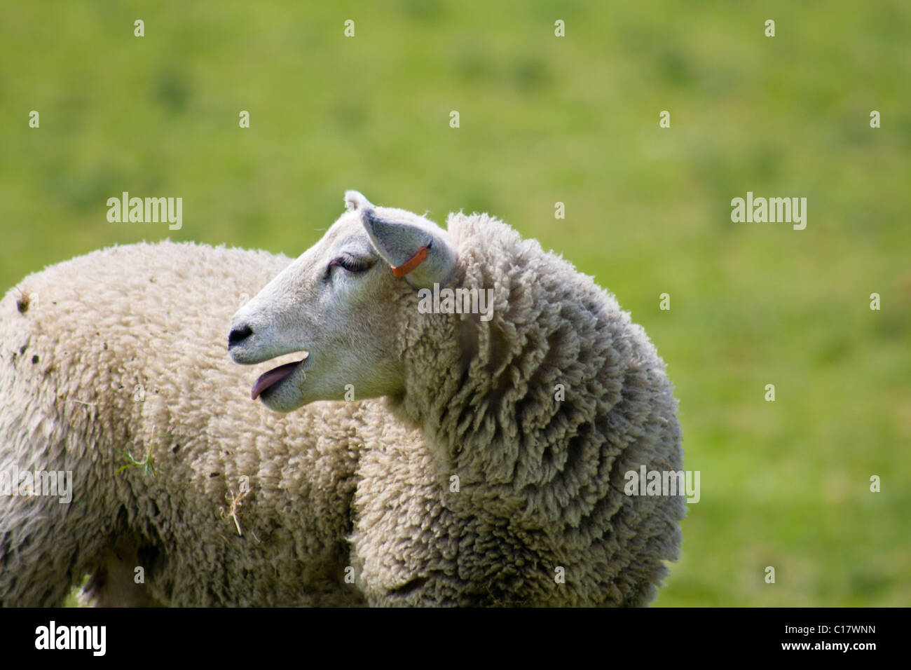 Schafe meckern -Fotos und -Bildmaterial in hoher Auflösung – Alamy