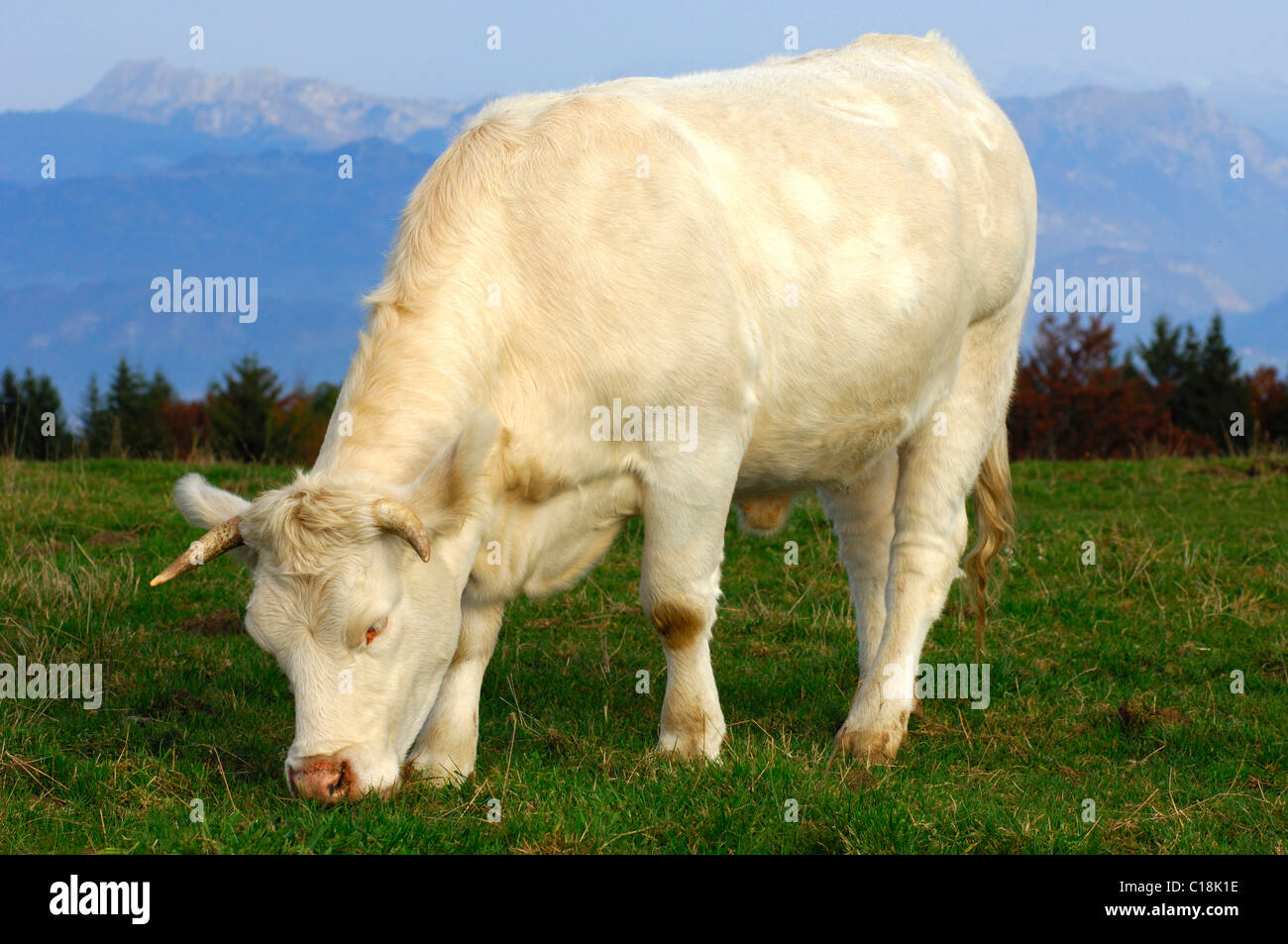 Cattle charolais bull -Fotos und -Bildmaterial in hoher Auflösung – Alamy