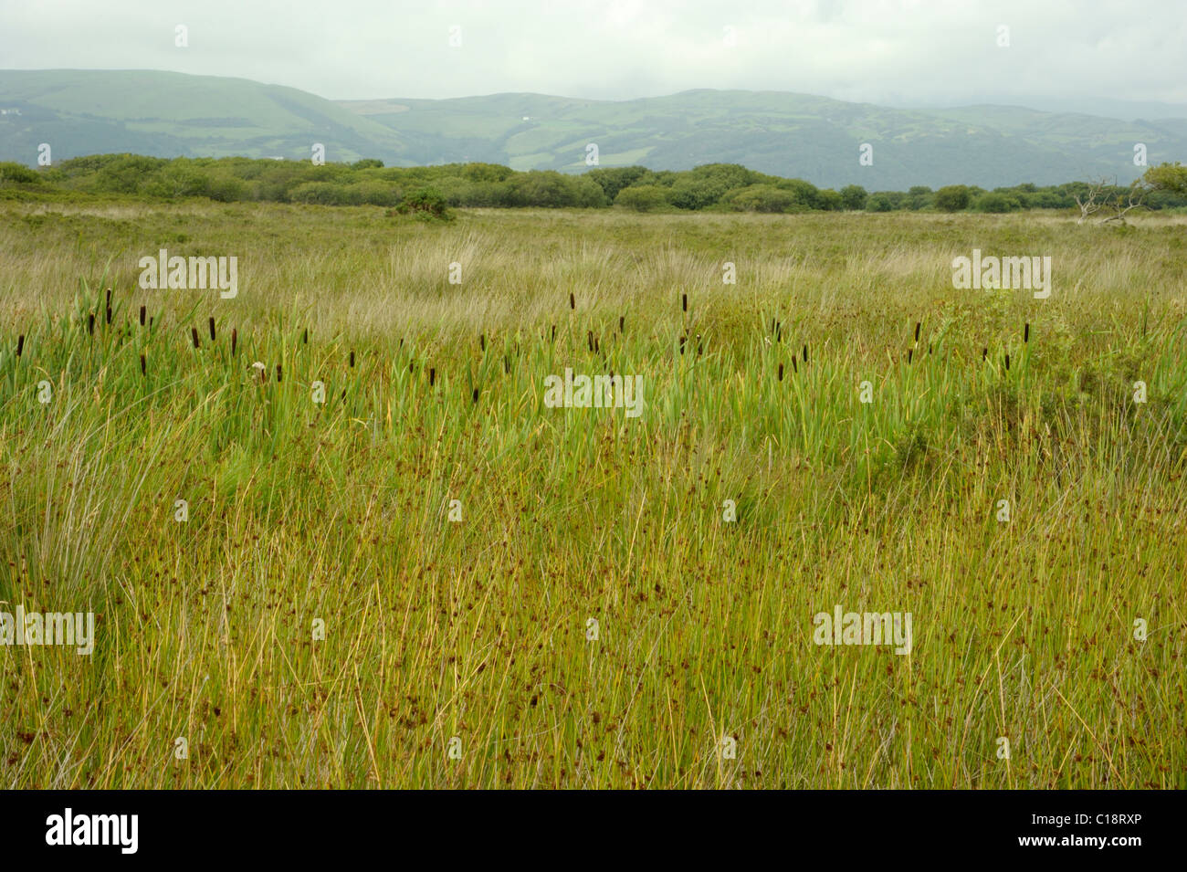 Cors dyfi naturschutzgebiet -Fotos und -Bildmaterial in hoher Auflösung ...