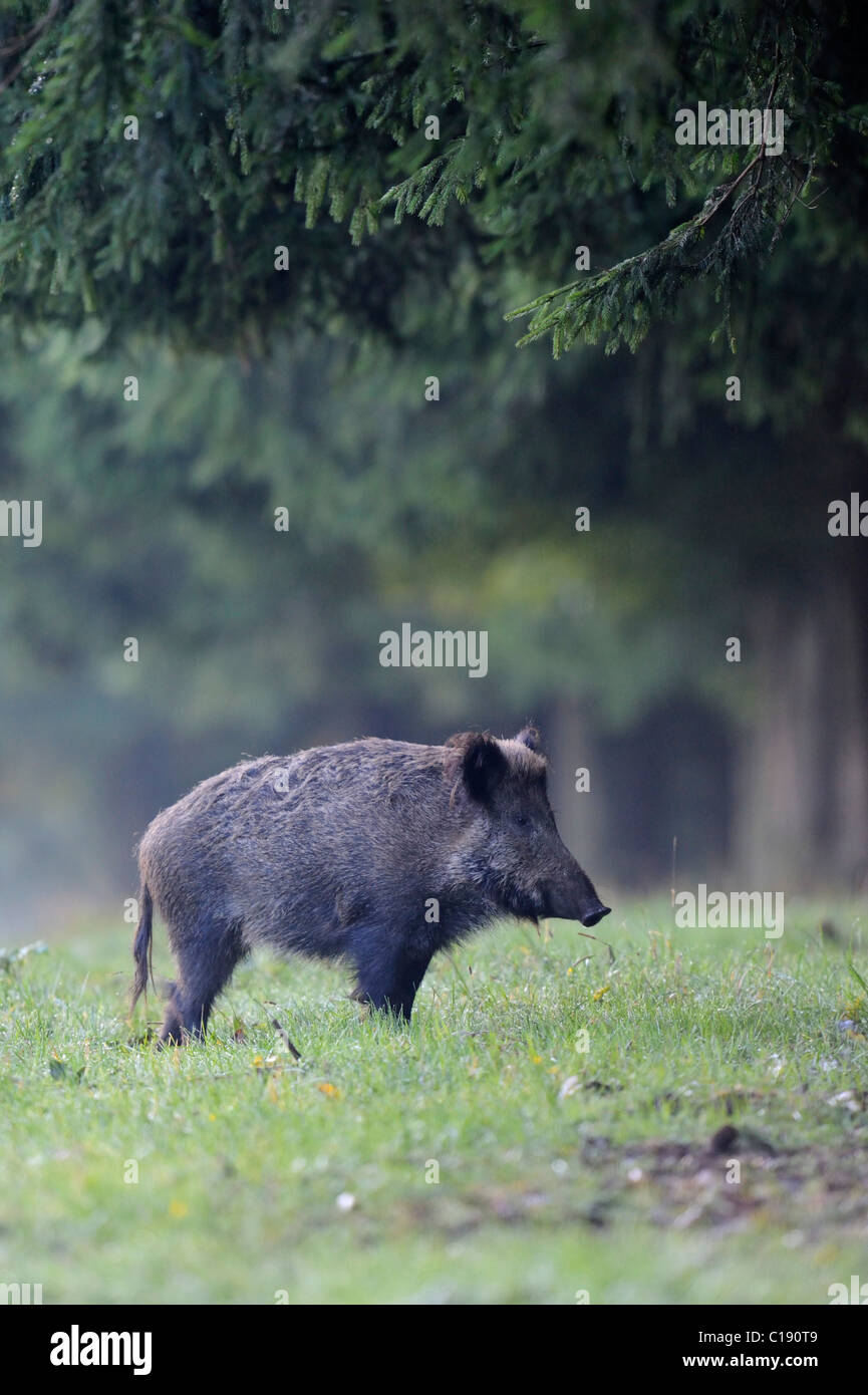 Keiler wildschwein -Fotos und -Bildmaterial in hoher Auflösung – Alamy