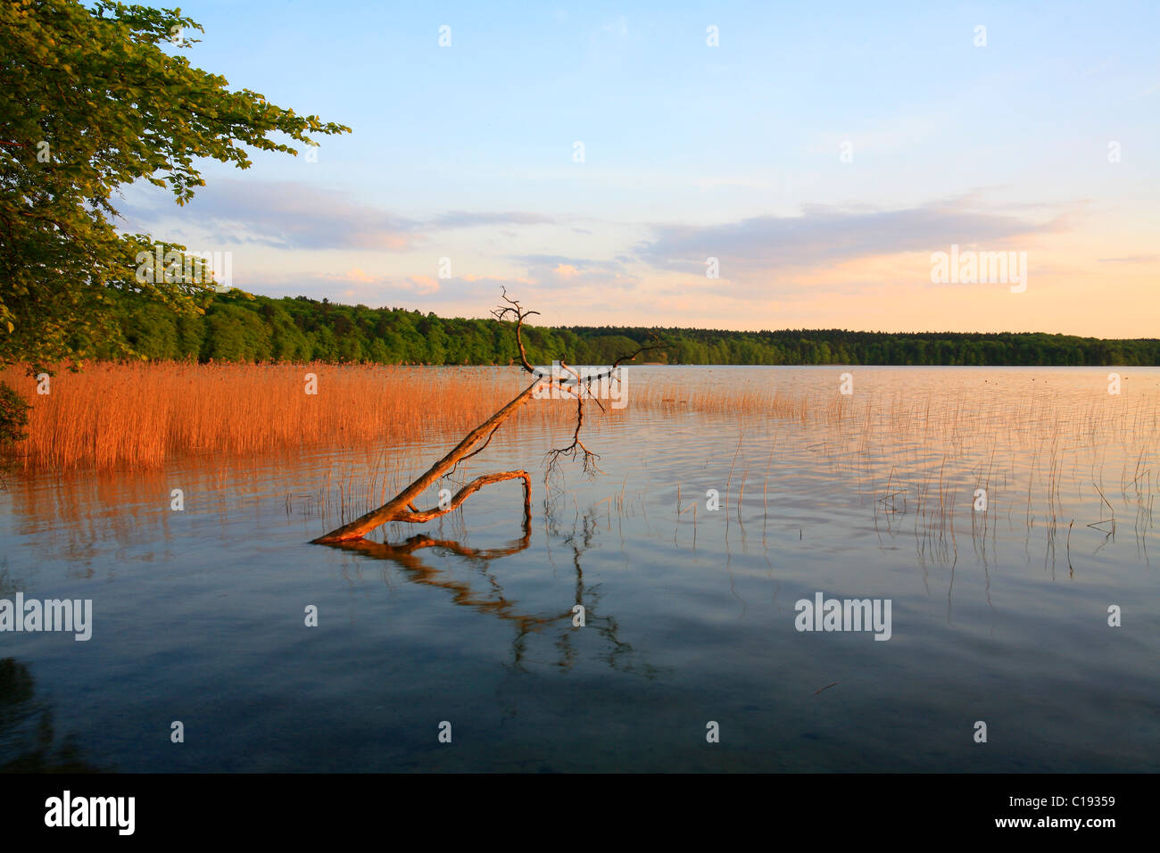 Abendstimmung auf der See Grosser Stechlinsee, eines der saubersten und ...